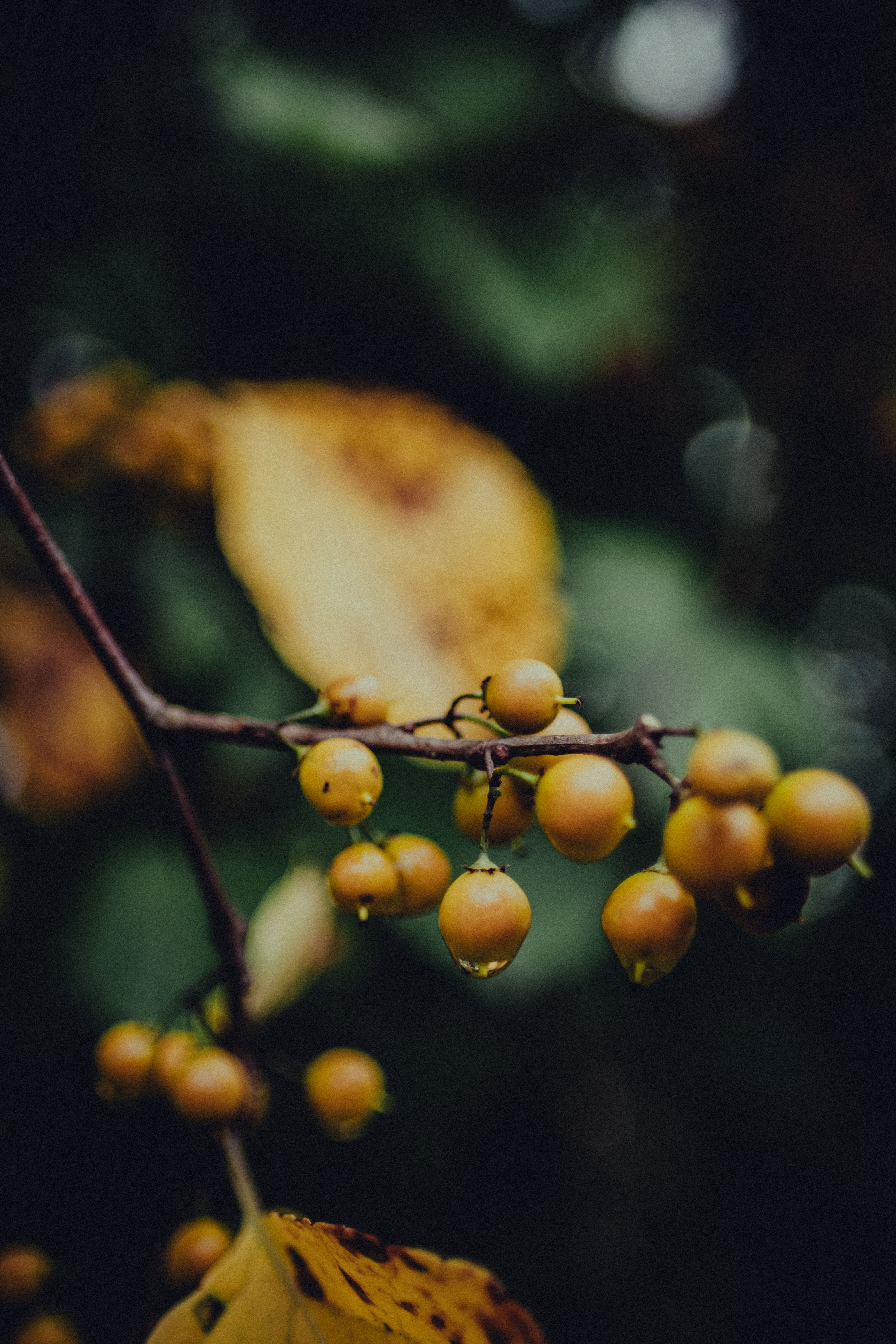 Shallow Focus Photography of Red and Black Berries · Free Stock Photo