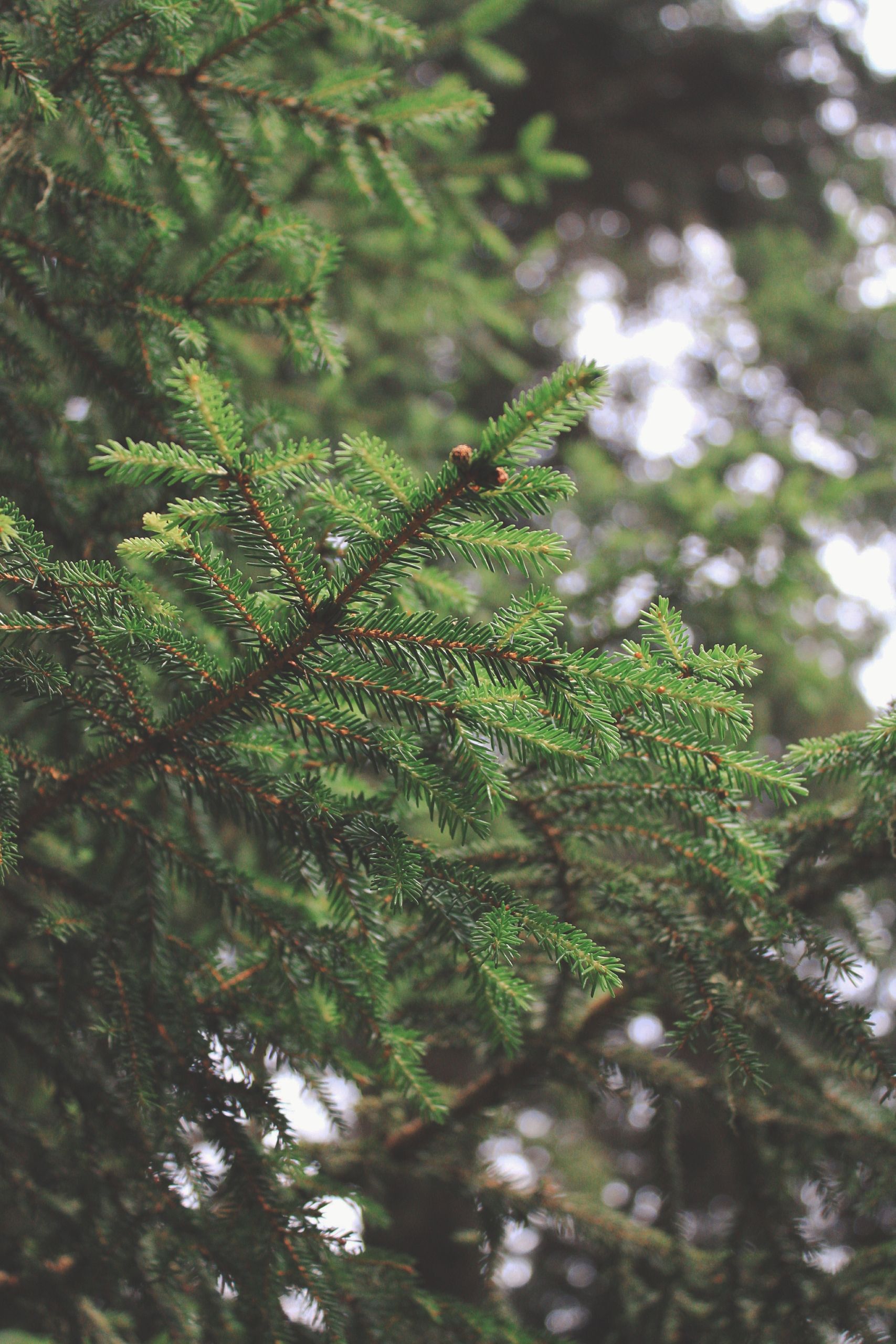 Close-up of a Conifer Tree · Free Stock Photo