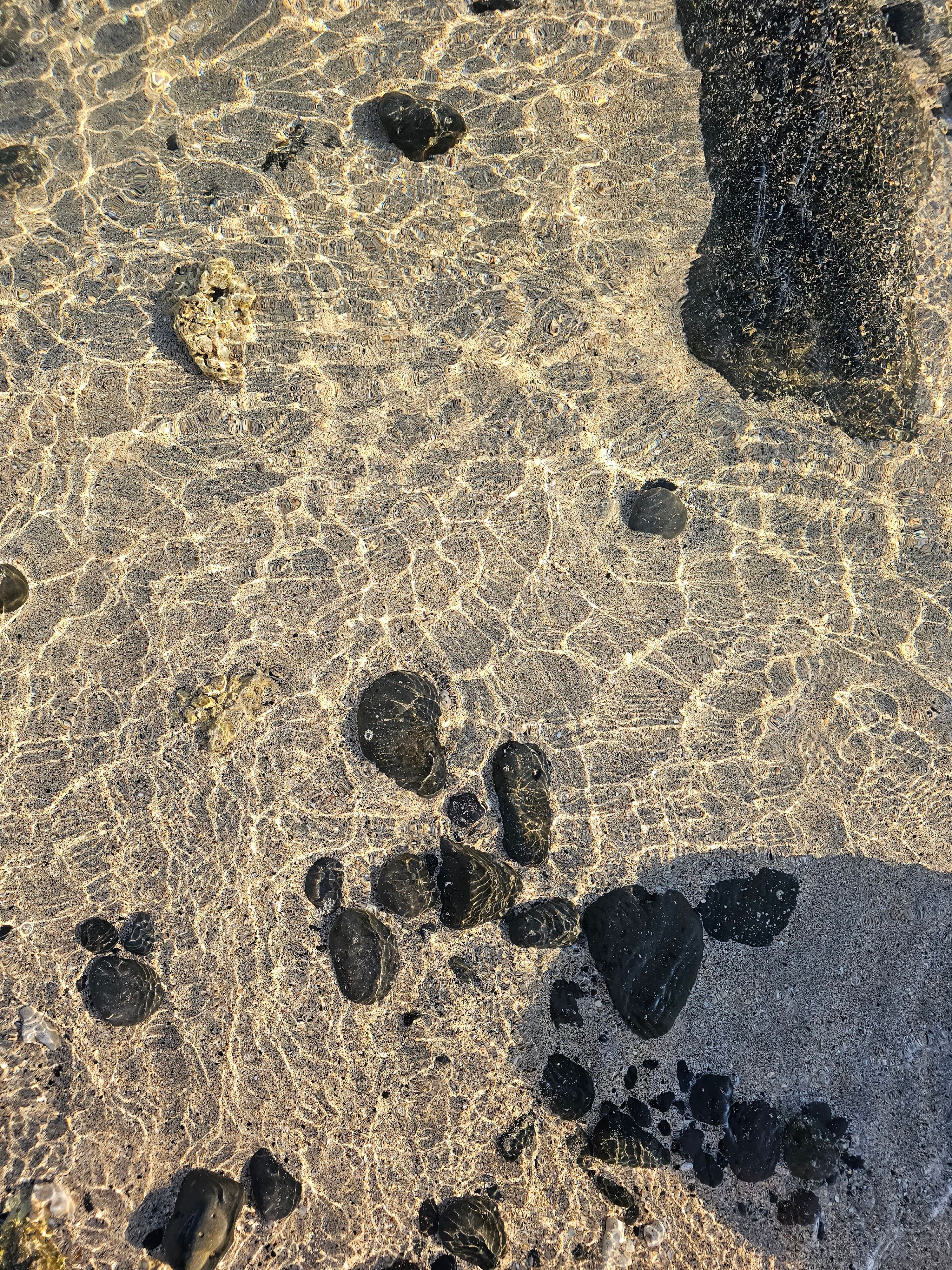 Beige Sea Clams Mermaid Figure on Seashore · Free Stock Photo