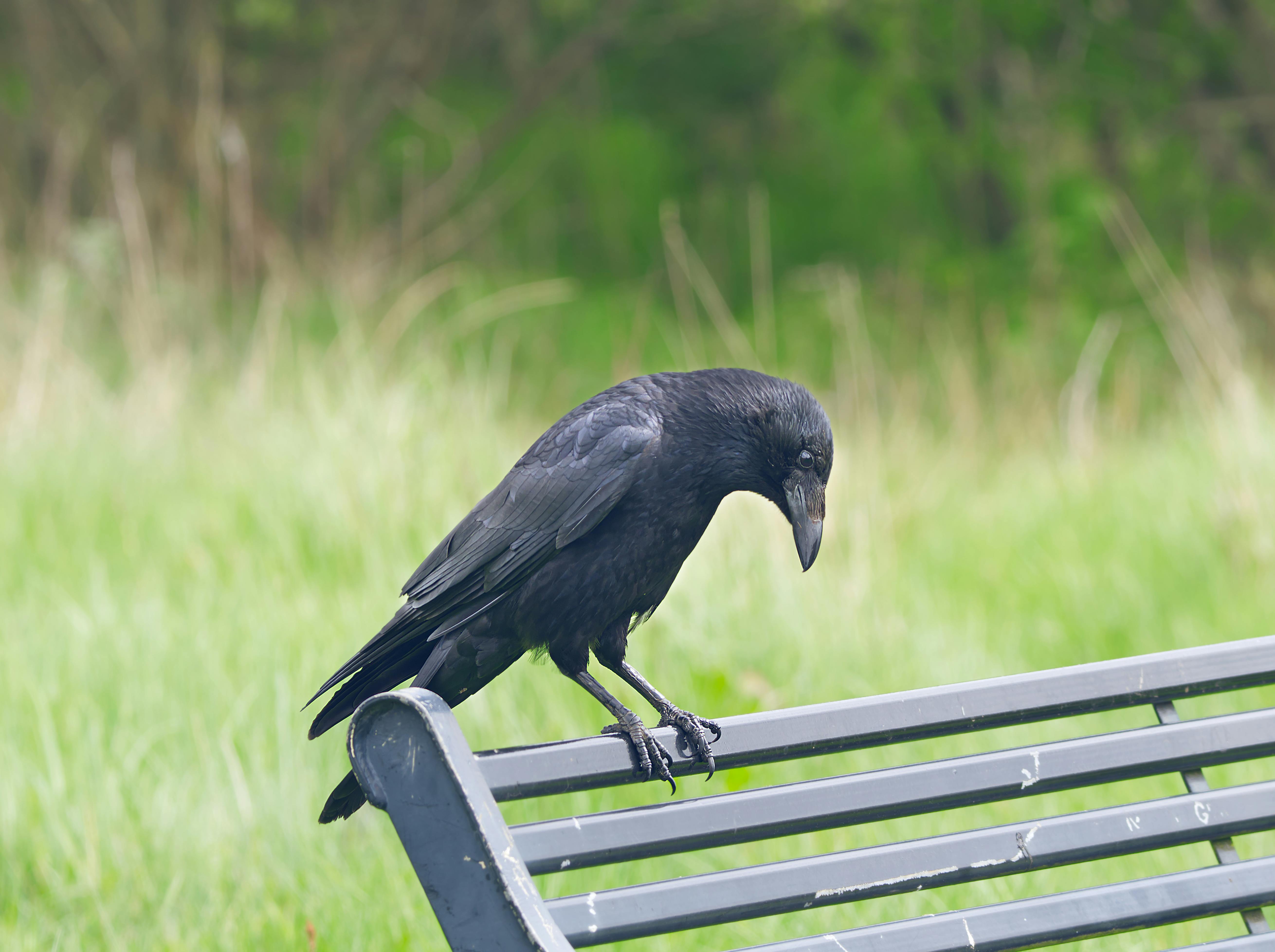 Raven on Bench · Free Stock Photo