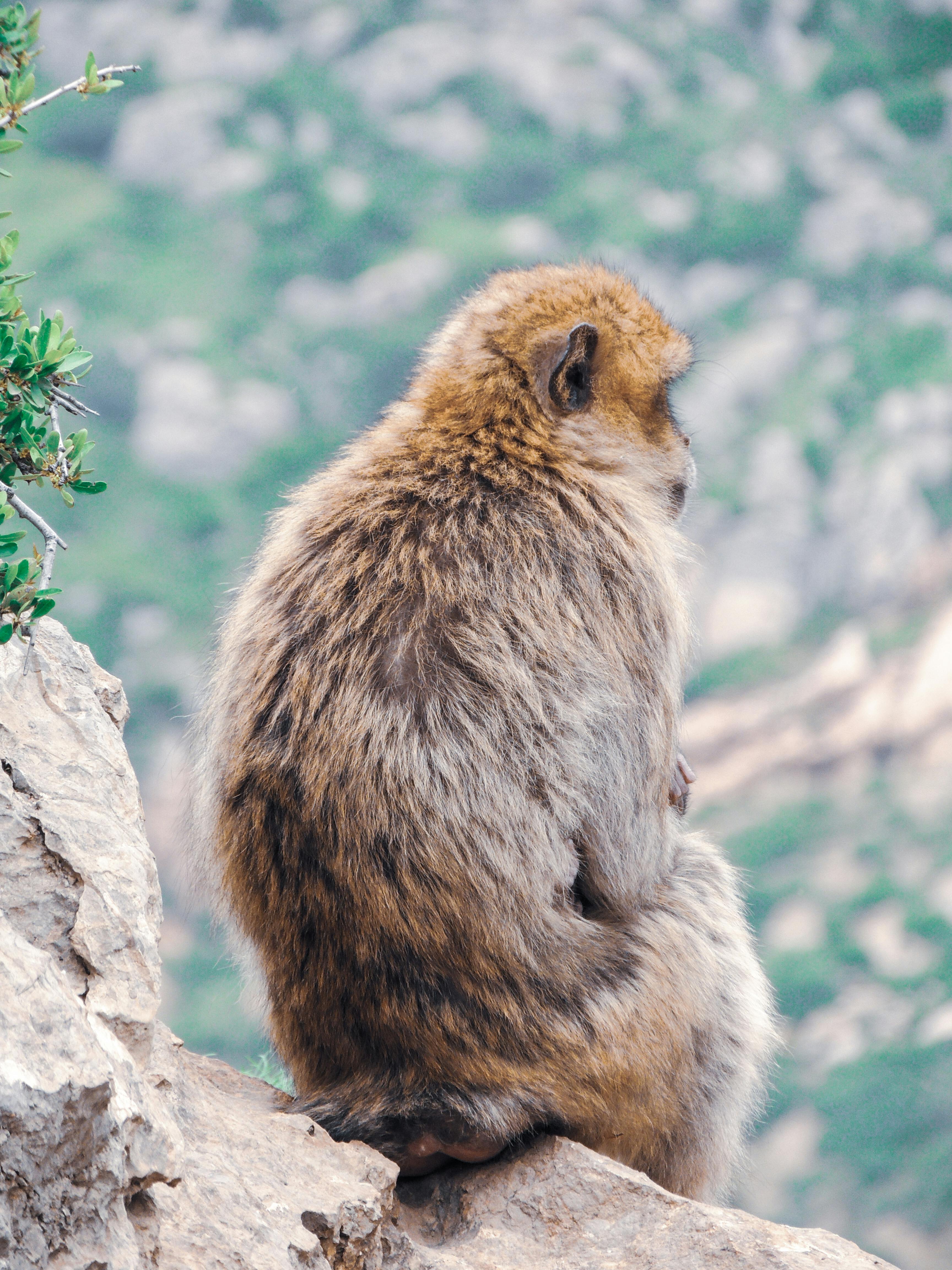 Monkey On Back Photos, Download The BEST Free Monkey On Back Stock ...