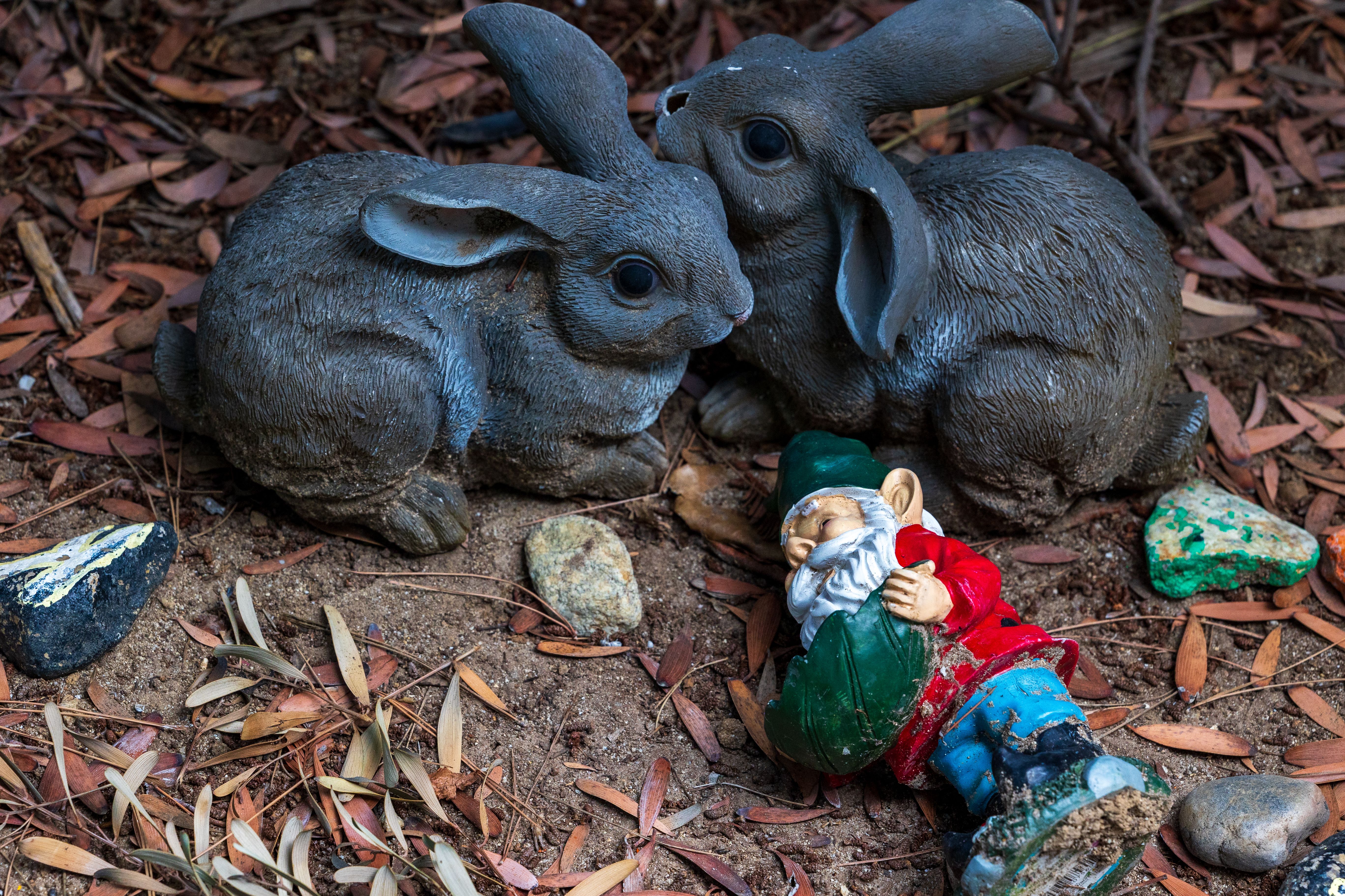 Enchanted Animals Photos, Download The BEST Free Enchanted Animals ...