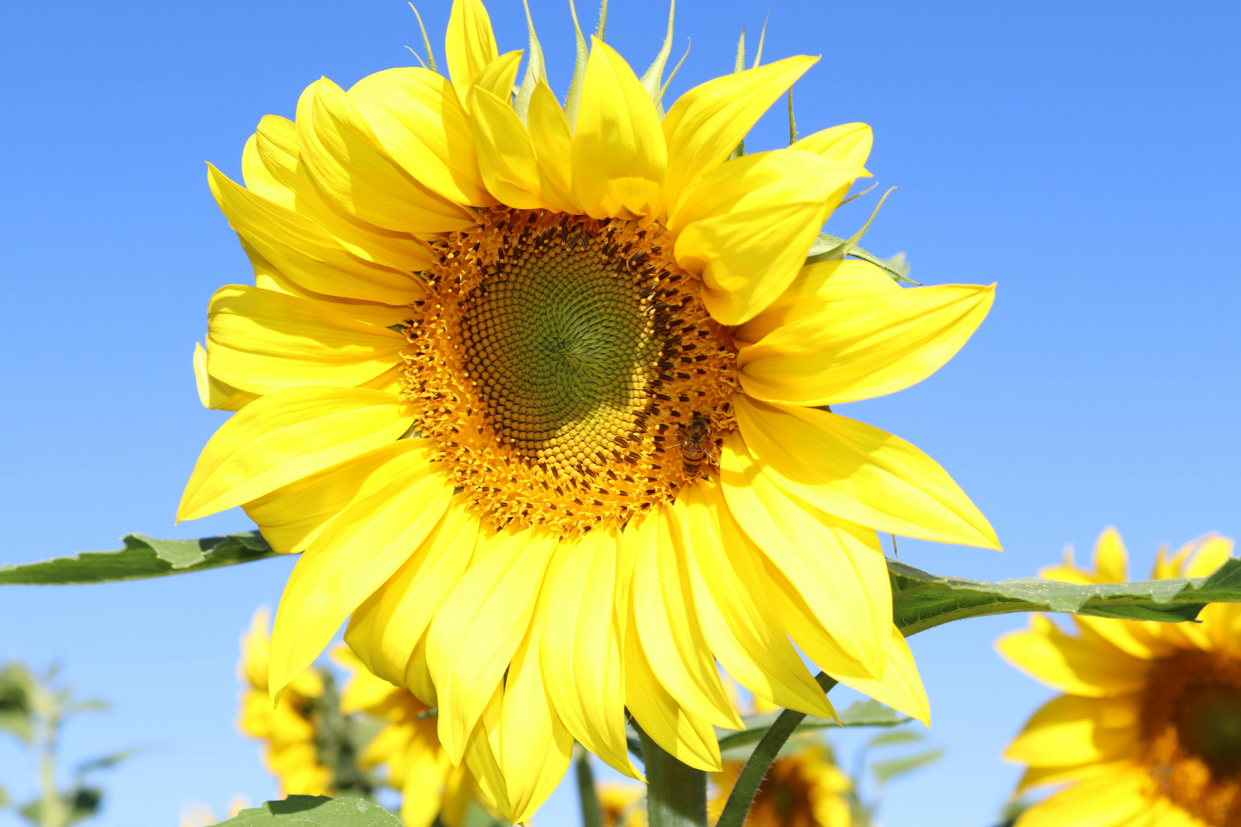 Sunflowes Photos, Download The BEST Free Sunflowes Stock Photos & HD Images