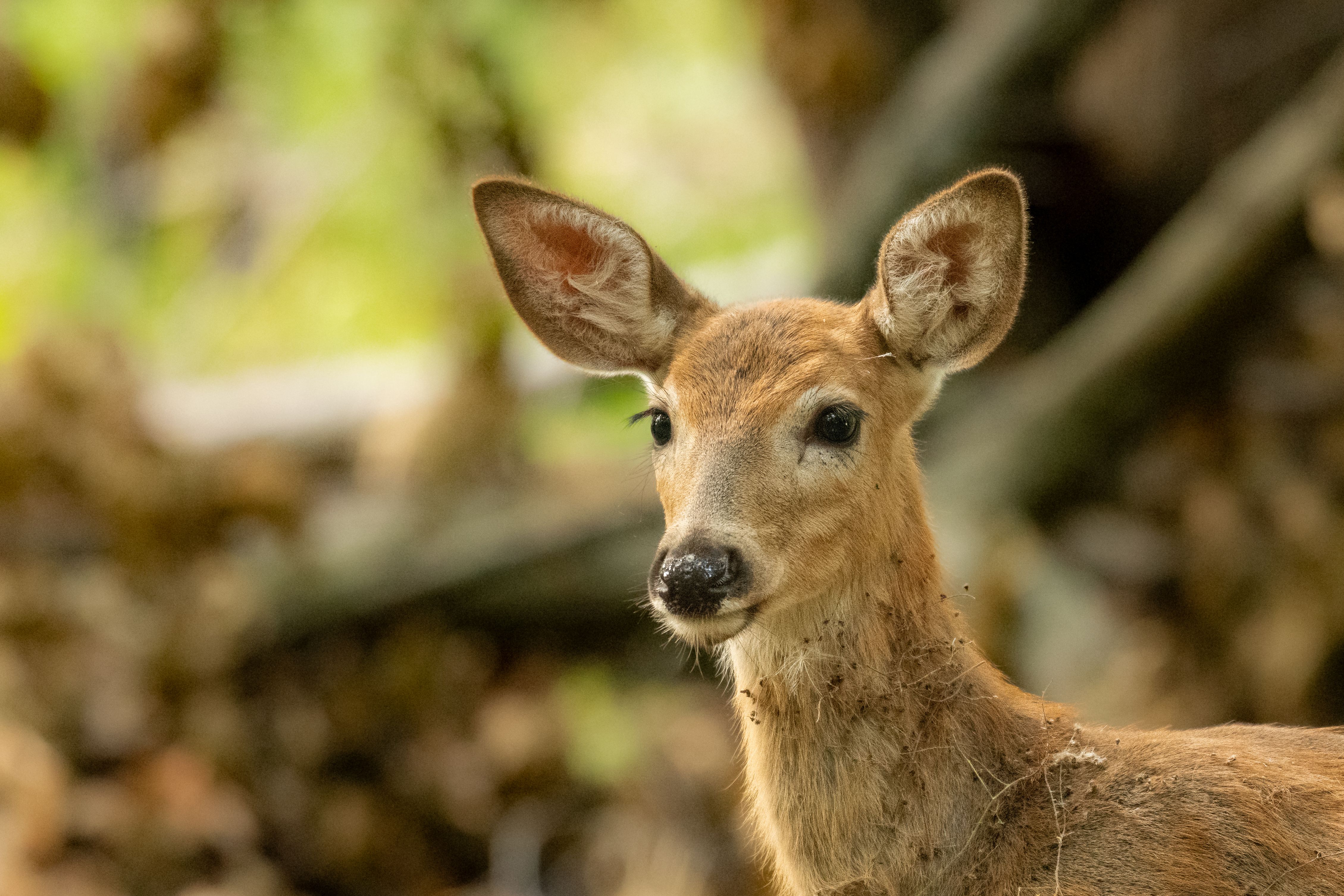 Portrait of Deer · Free Stock Photo