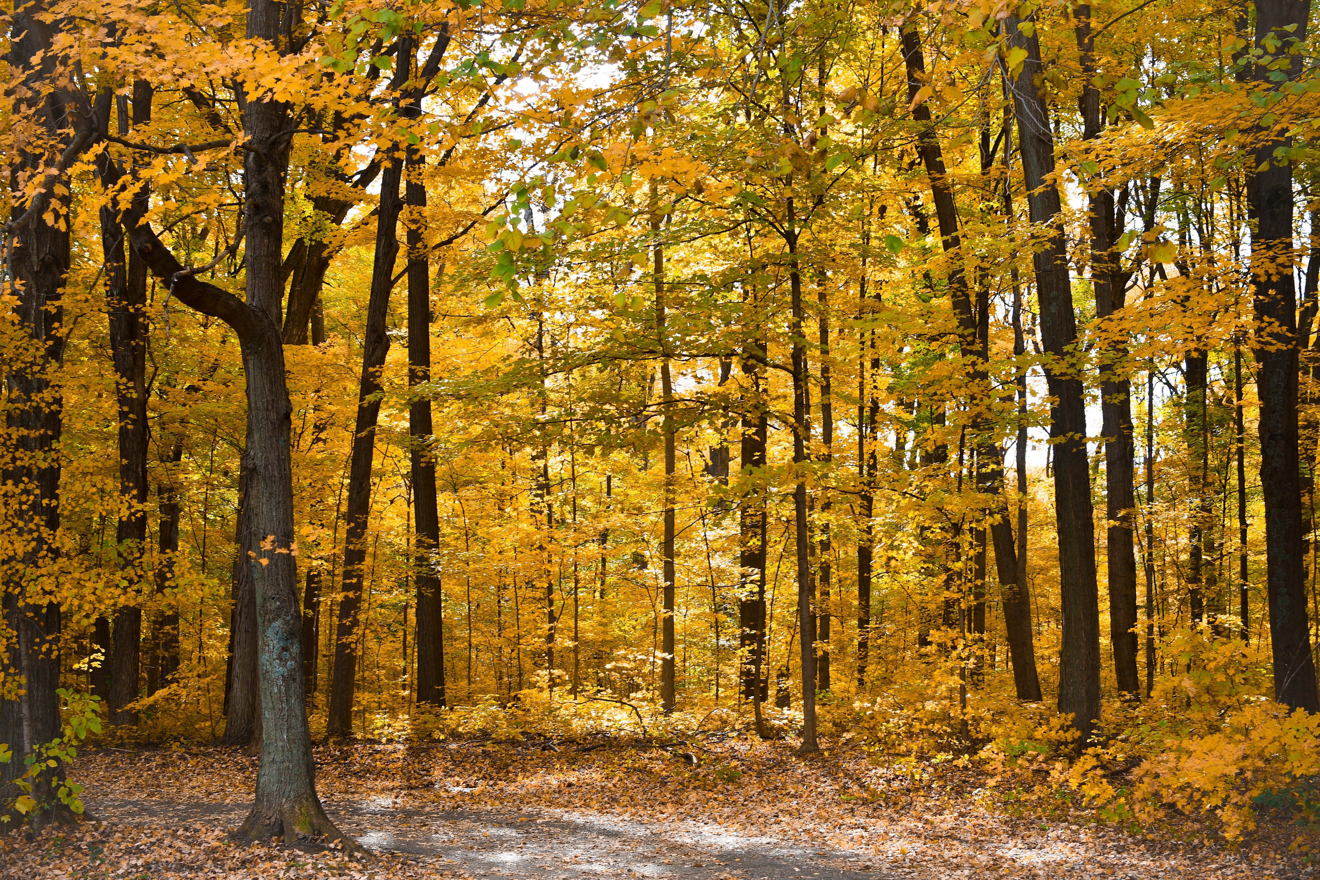 Yellow Juse Photos, Download The BEST Free Yellow Juse Stock Photos ...