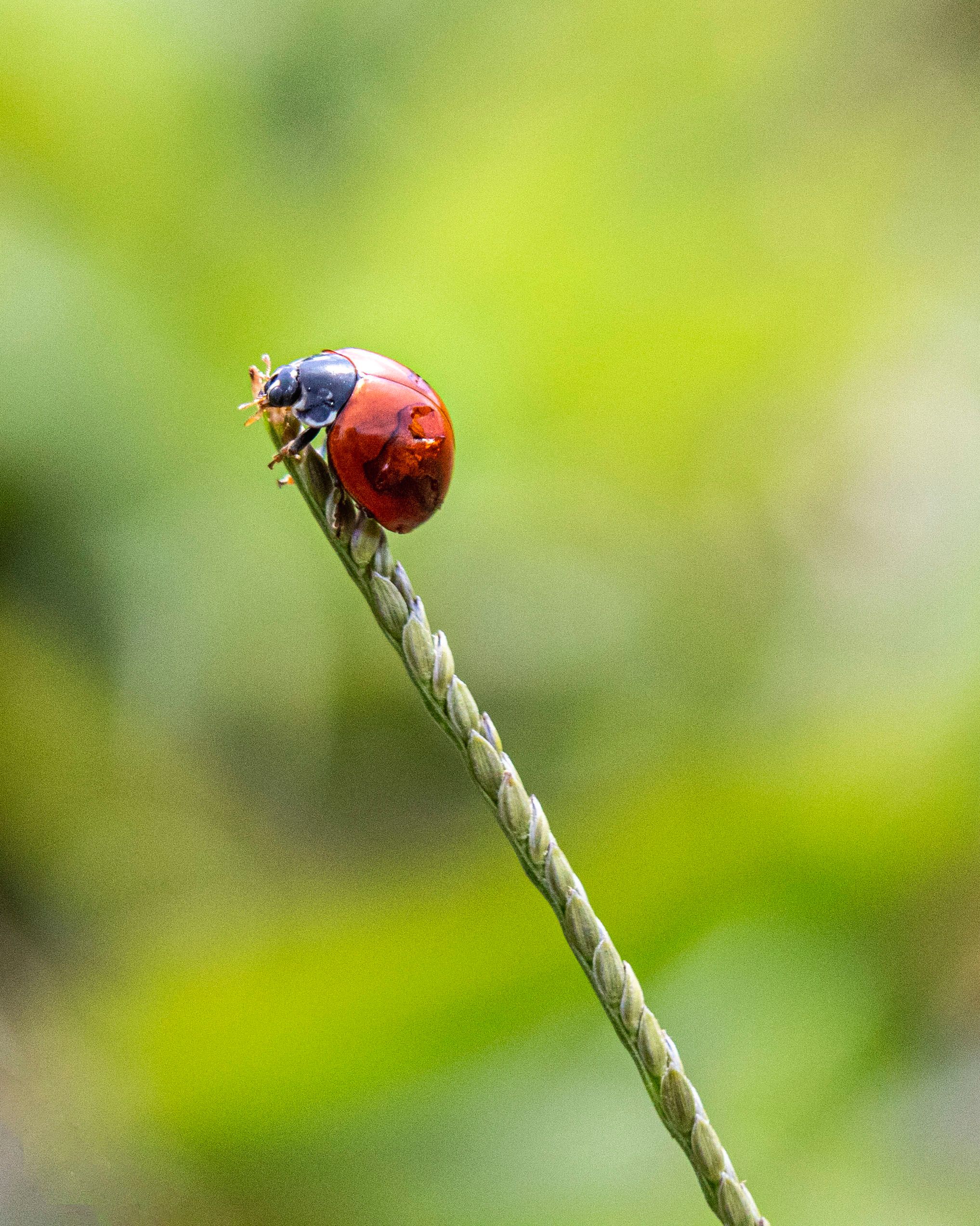 Ladybug on Stem · Free Stock Photo
