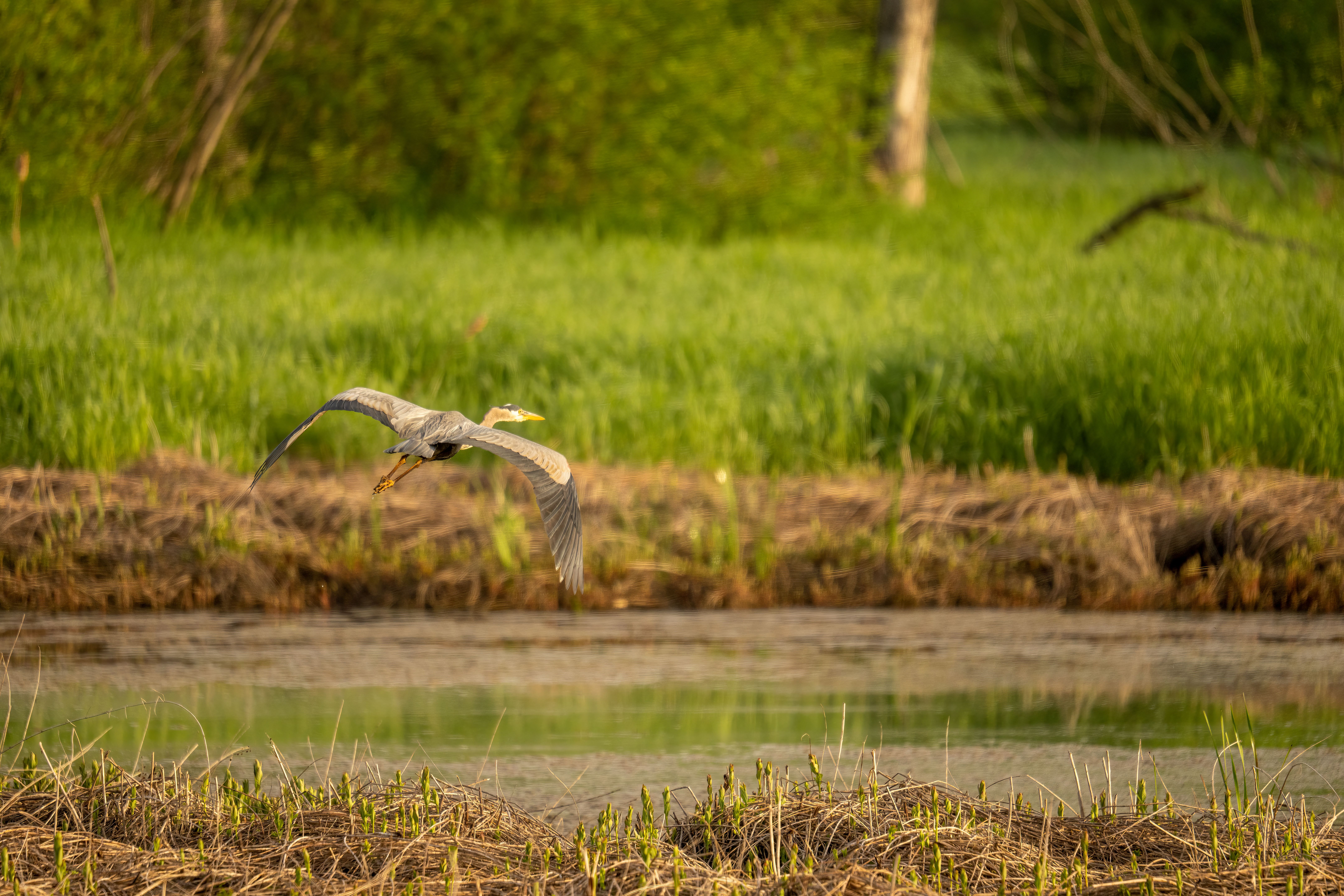 Bird Flying over Lake · Free Stock Photo