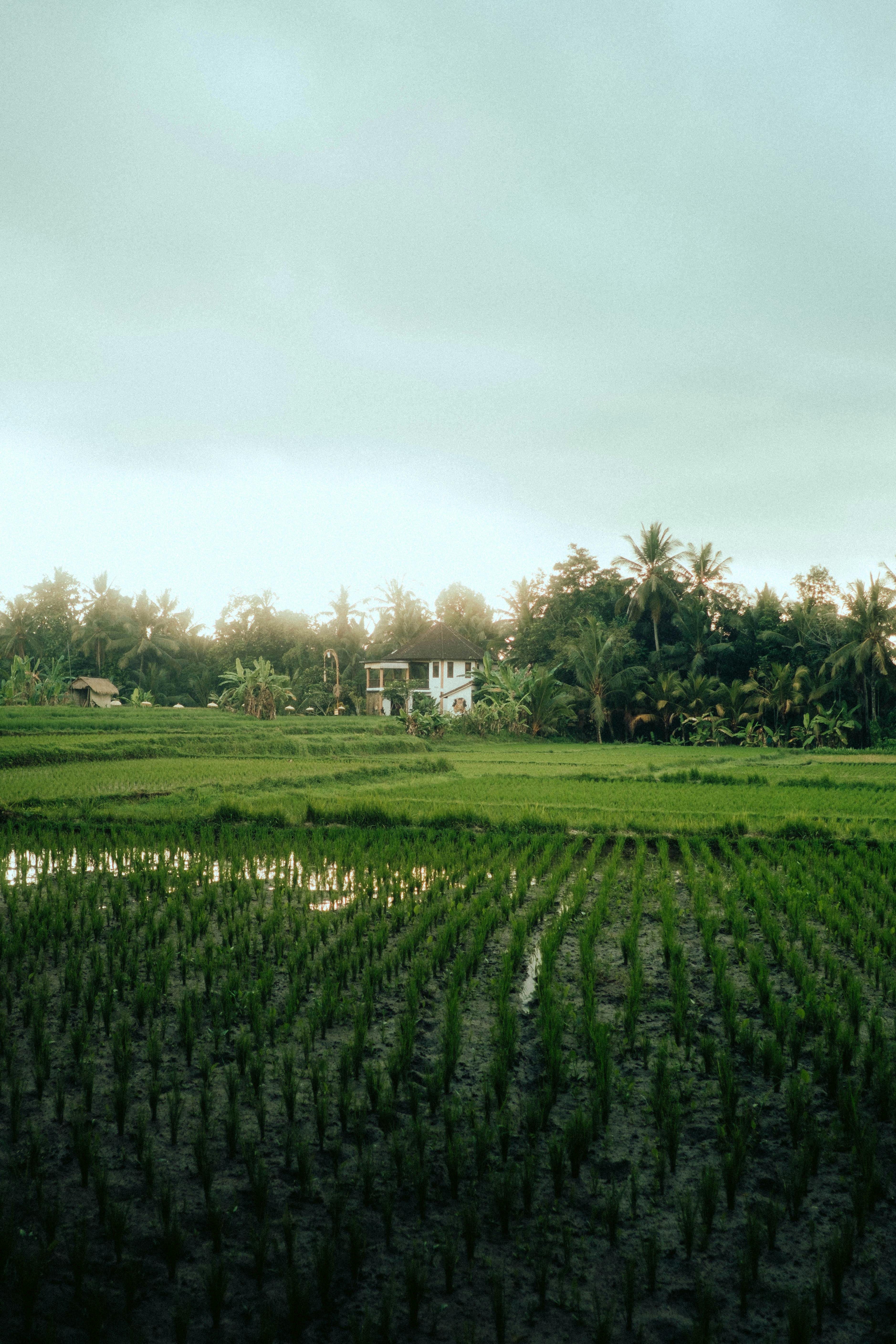 Paddy Field Vertical Photos, Download The BEST Free Paddy Field ...