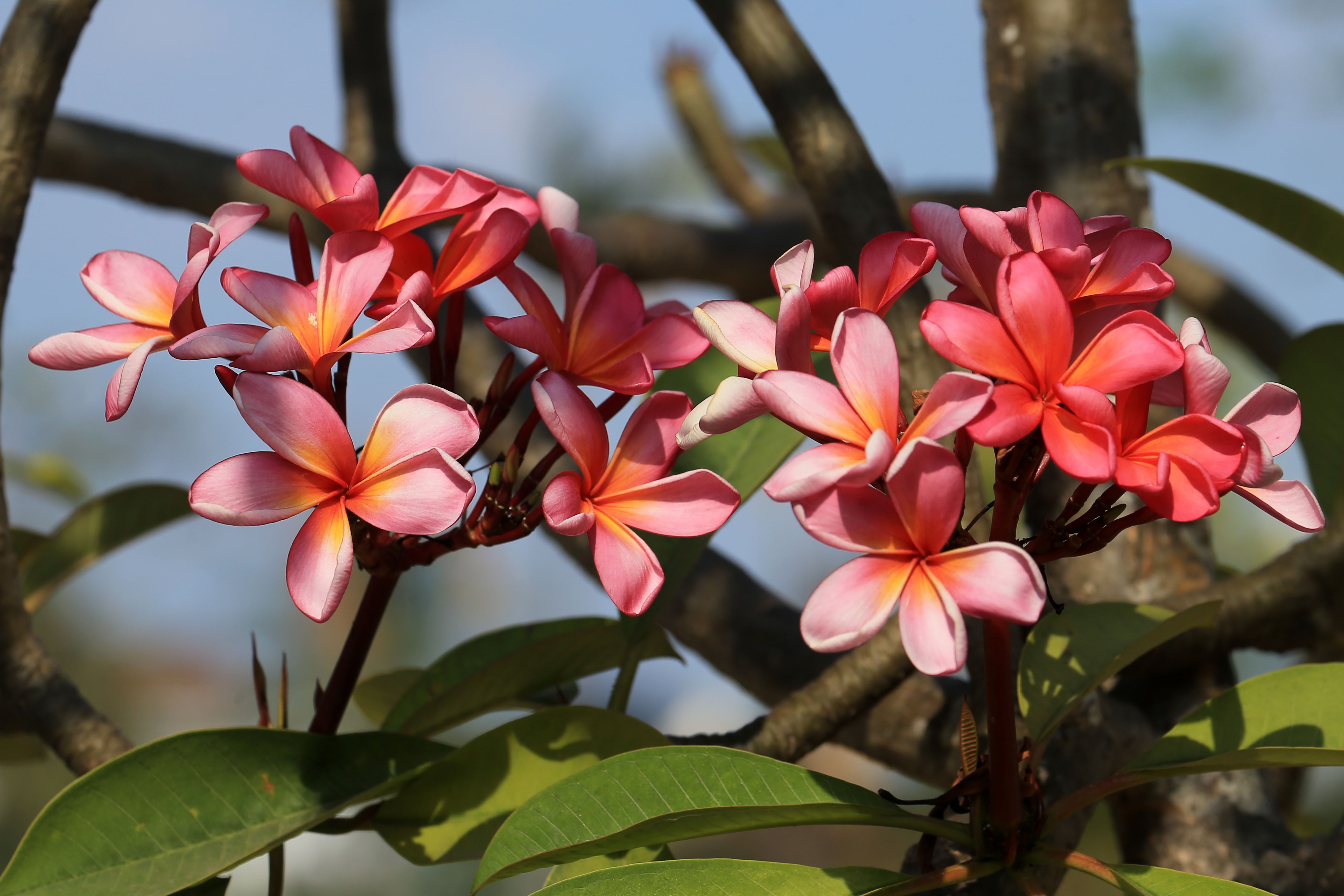 The Frangipane Flower · Free Stock Photo