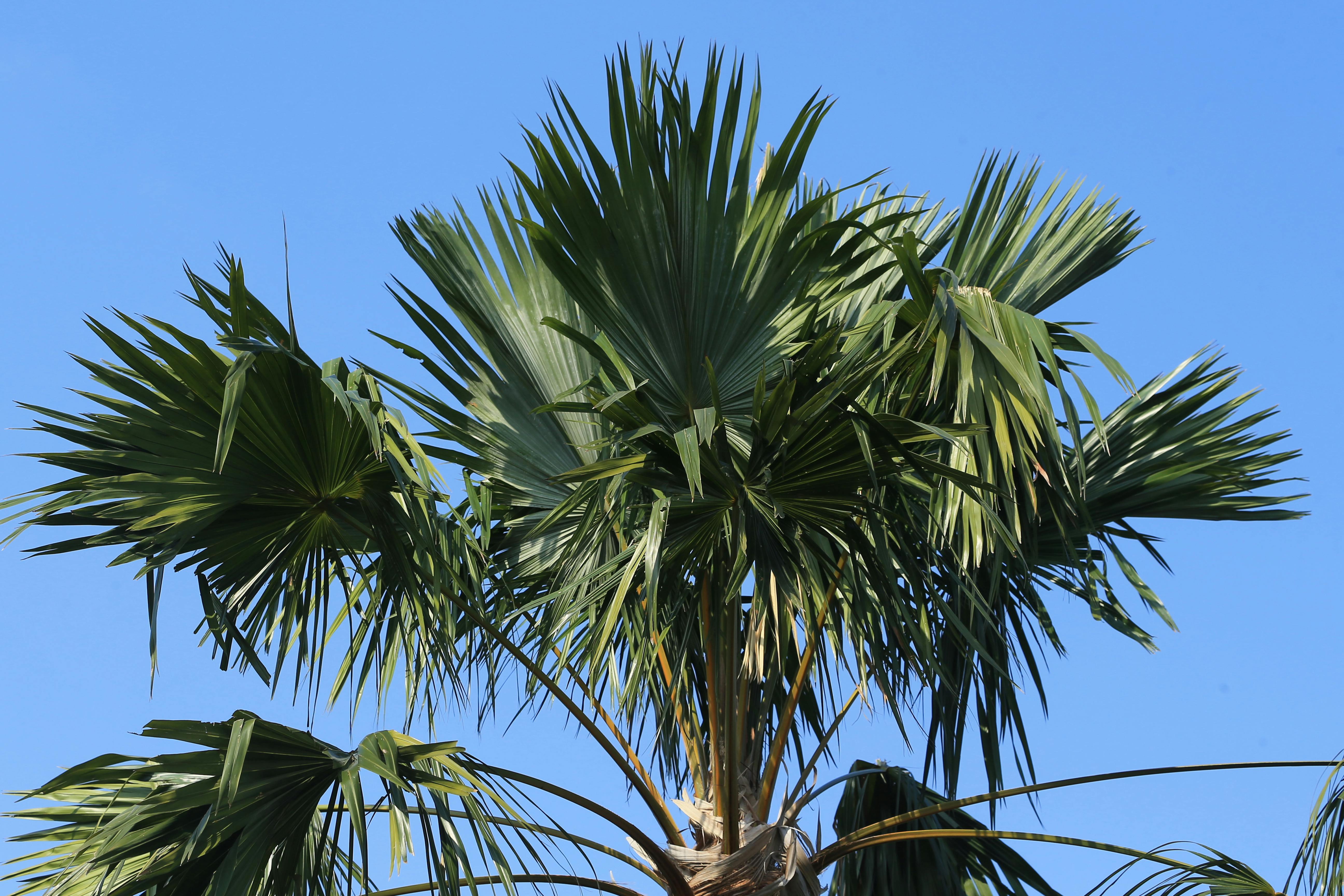 Photo of Palm Tree During Daytime · Free Stock Photo