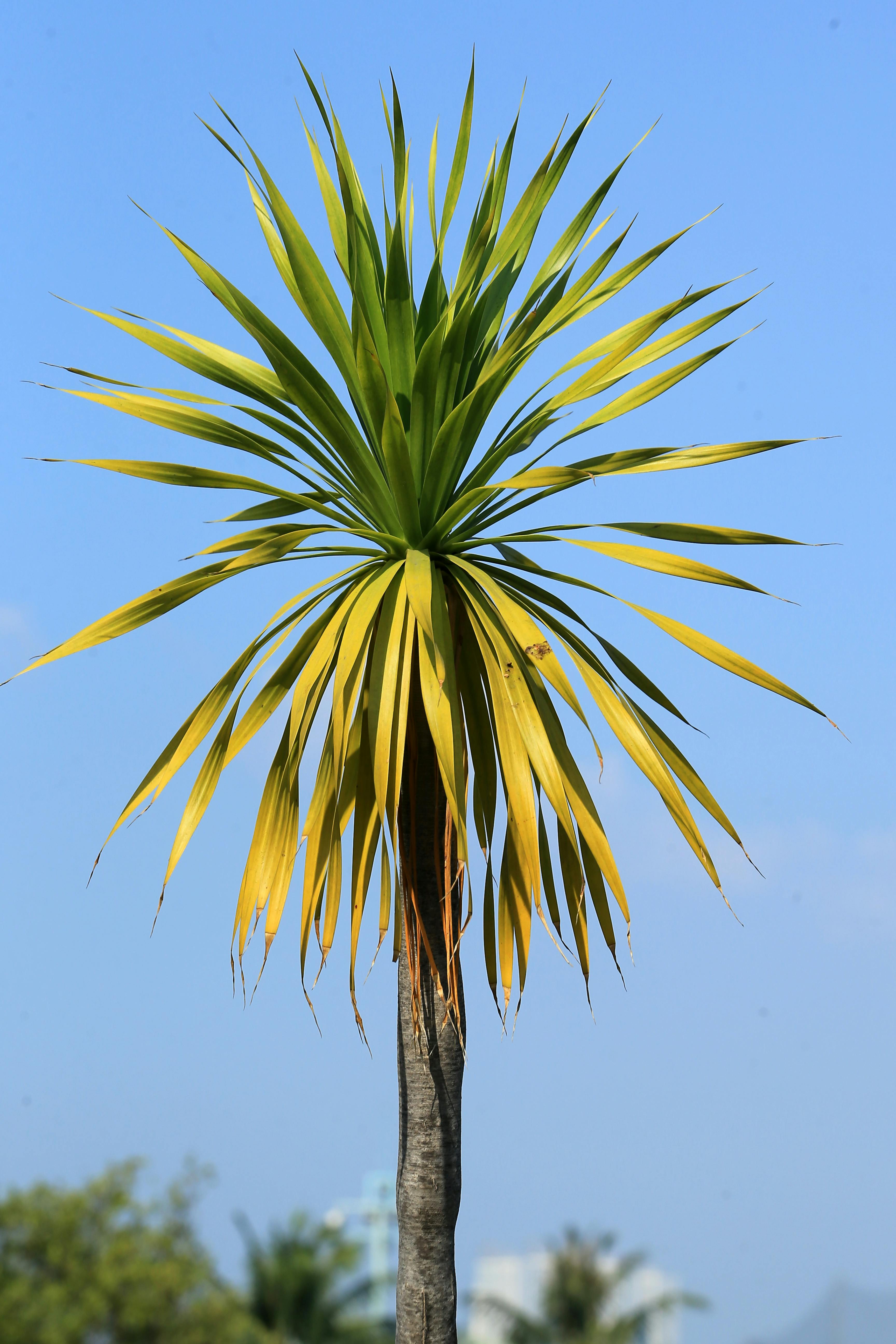 Yuka Tree Crown · Free Stock Photo