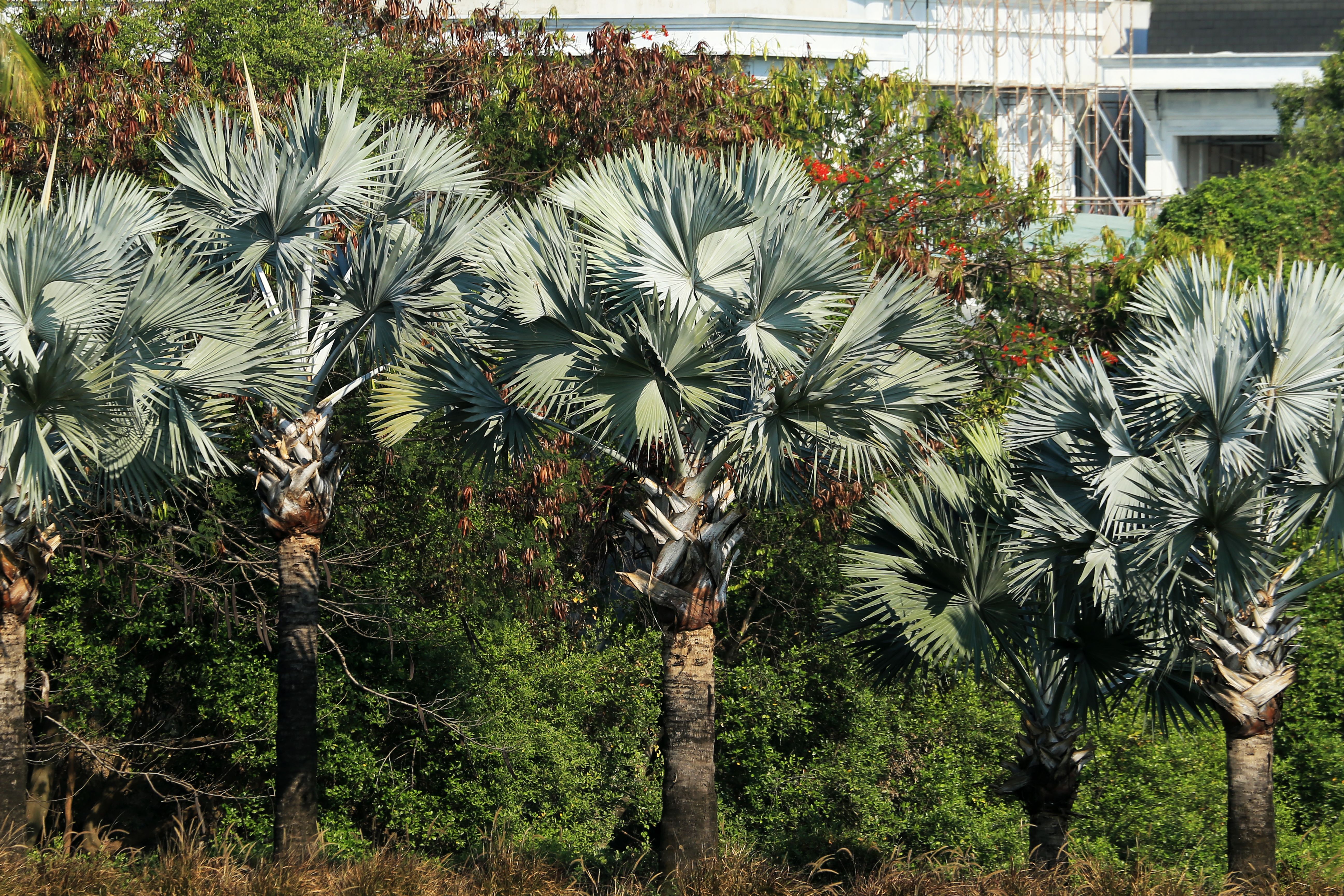 A Row of Palm Trees · Free Stock Photo