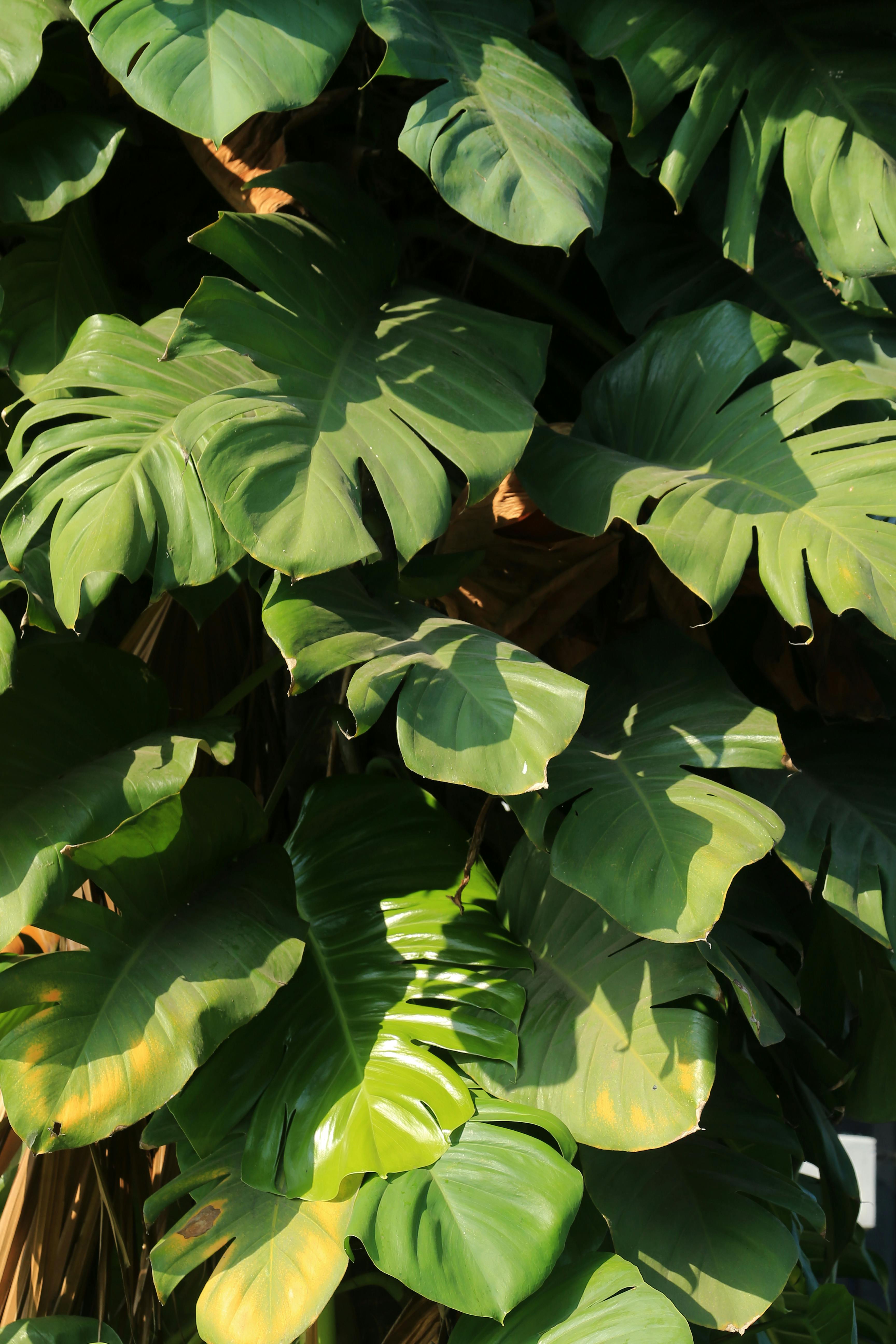 Green Leaves · Free Stock Photo