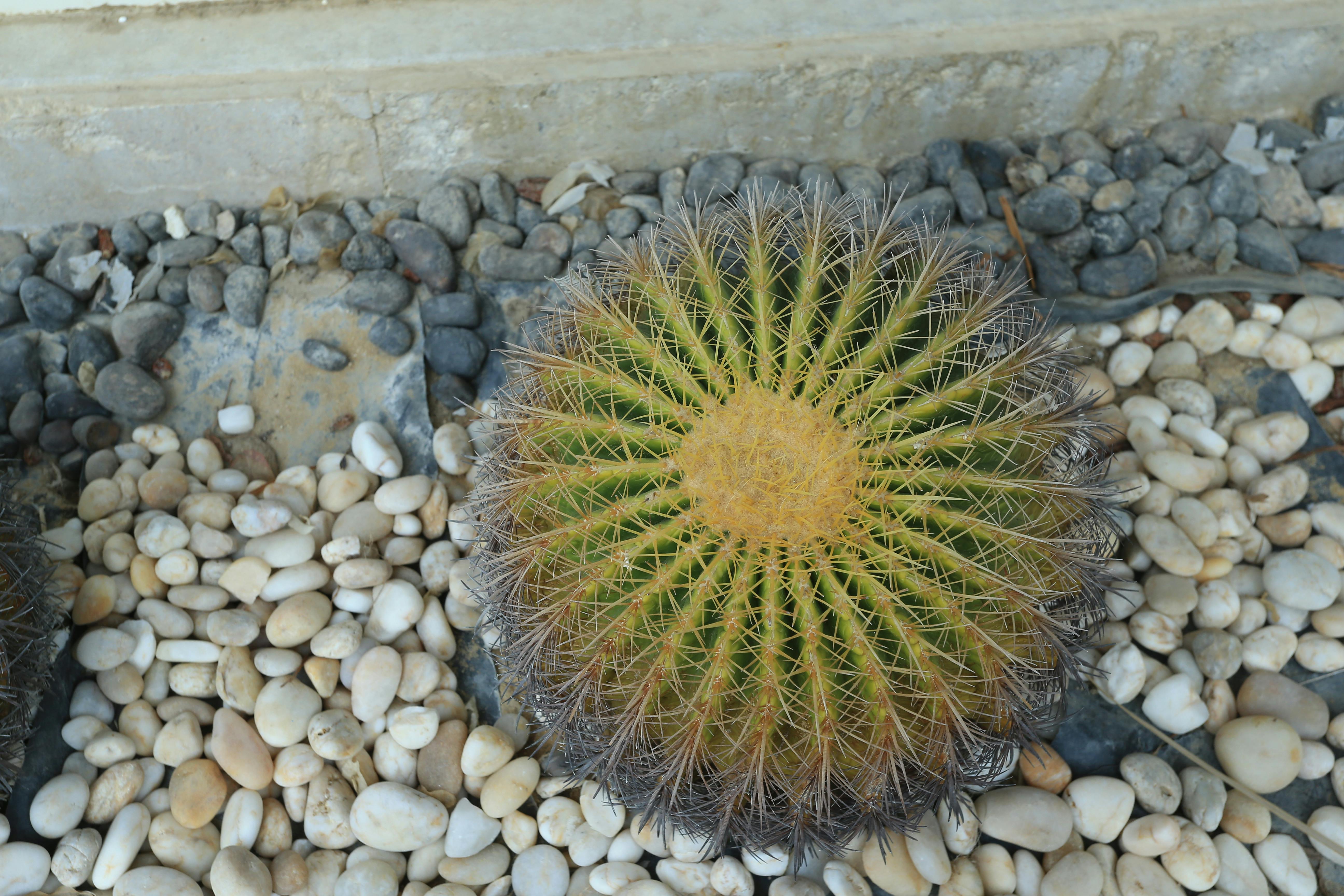 Green Cactus · Free Stock Photo