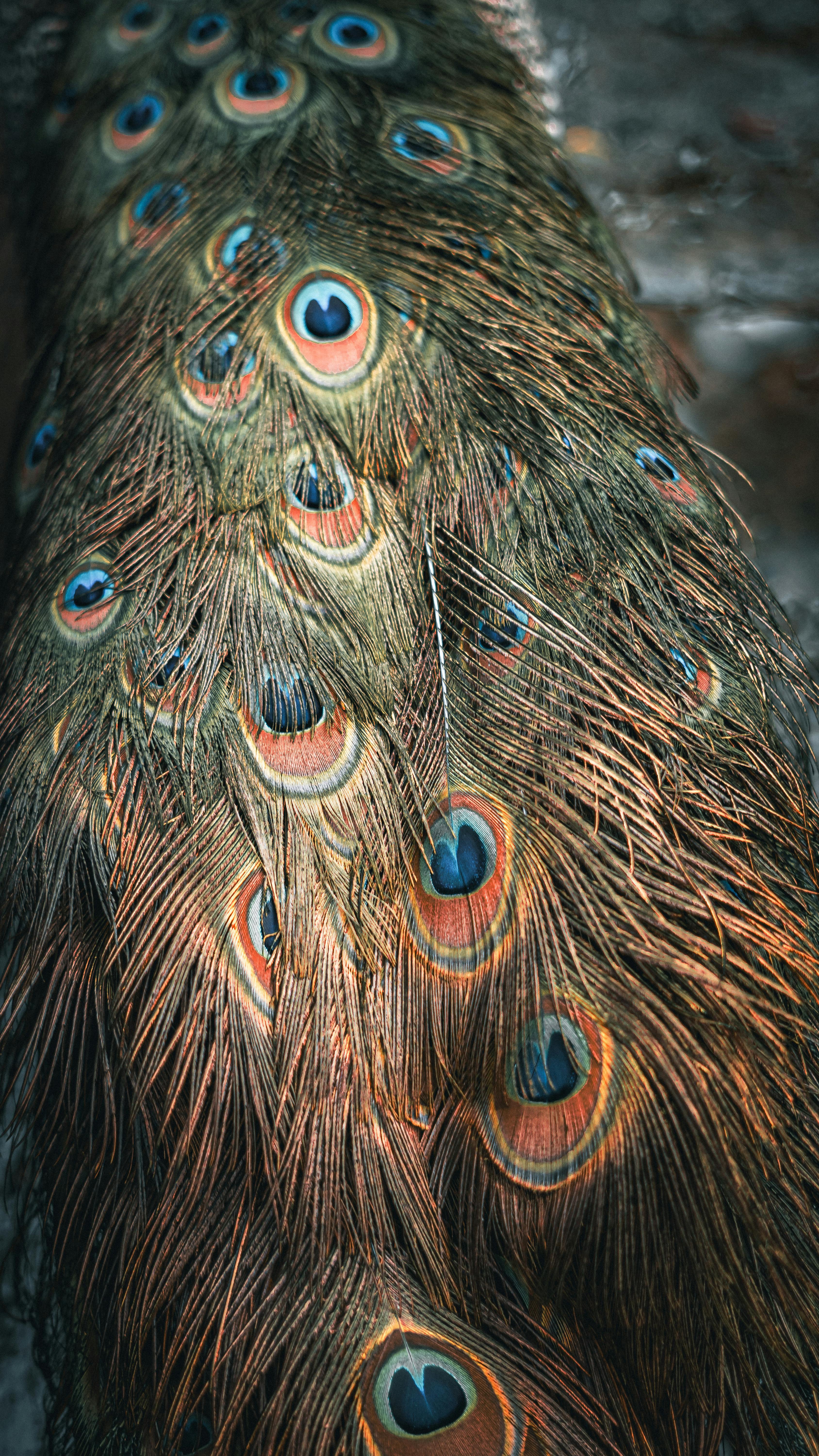 Feathers in the Folded Tail of a Peacock · Free Stock Photo