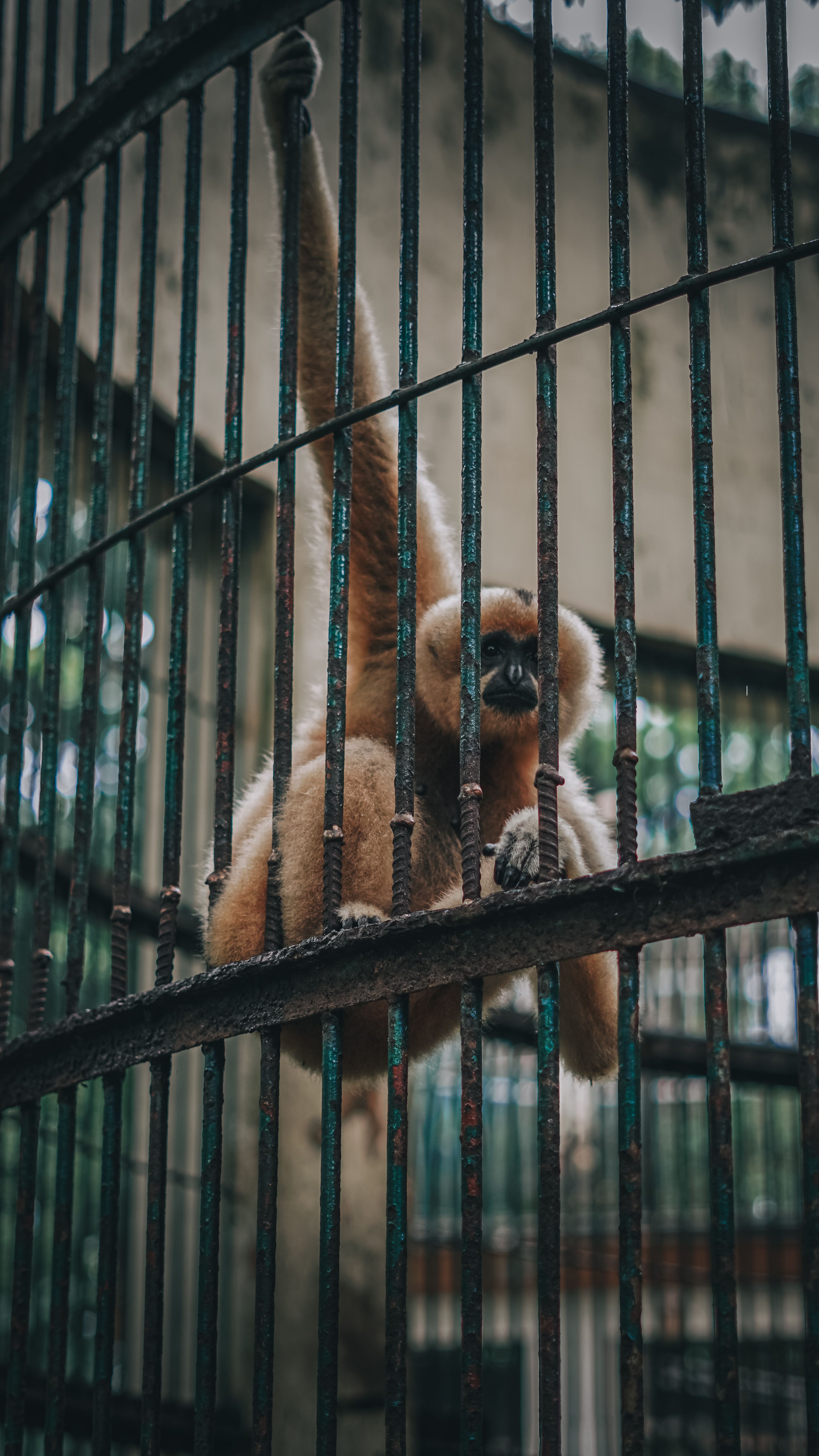 Gibbon Hanging on Bamboo · Free Stock Photo