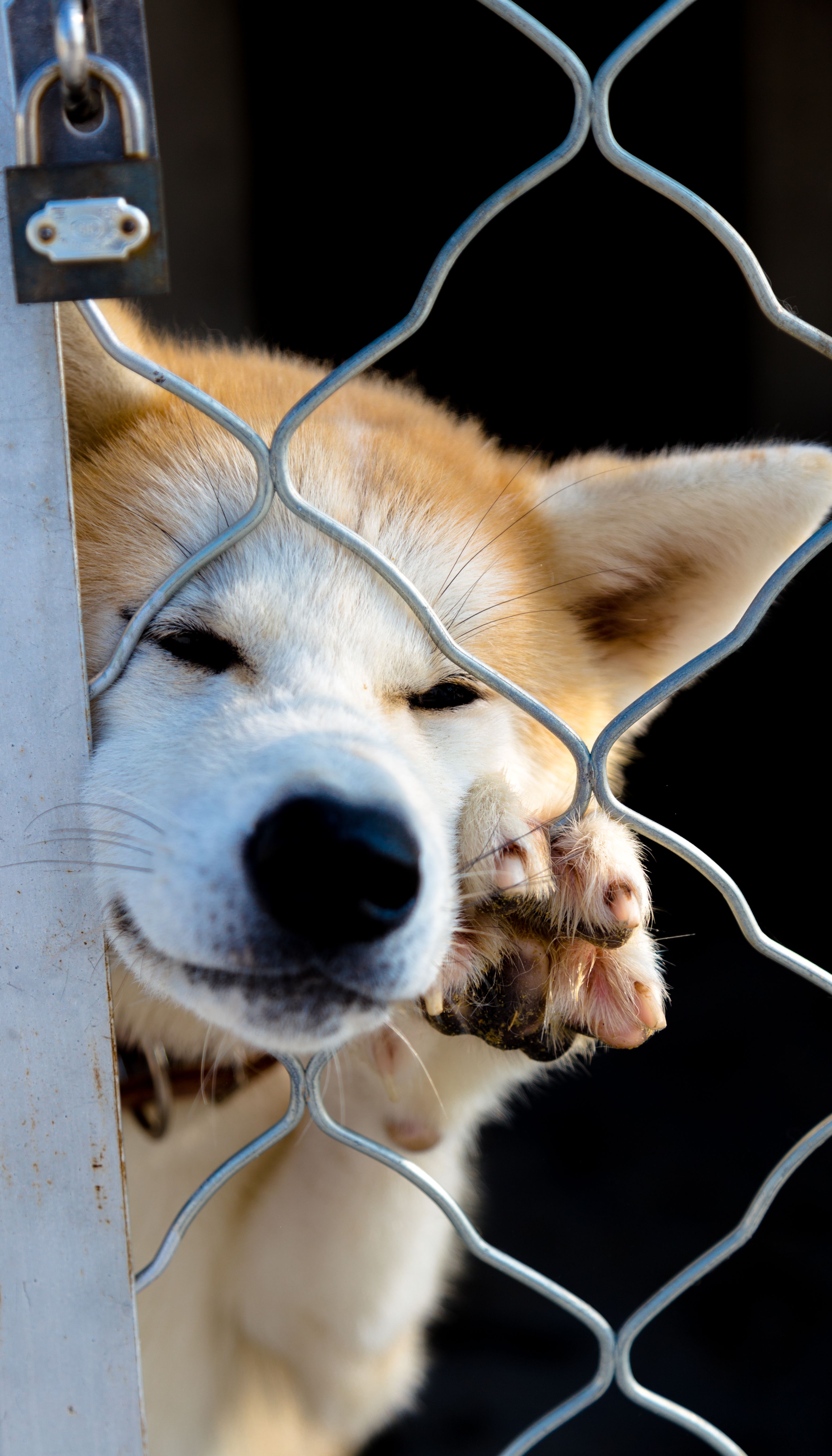 A Dog Behind a Fence · Free Stock Photo