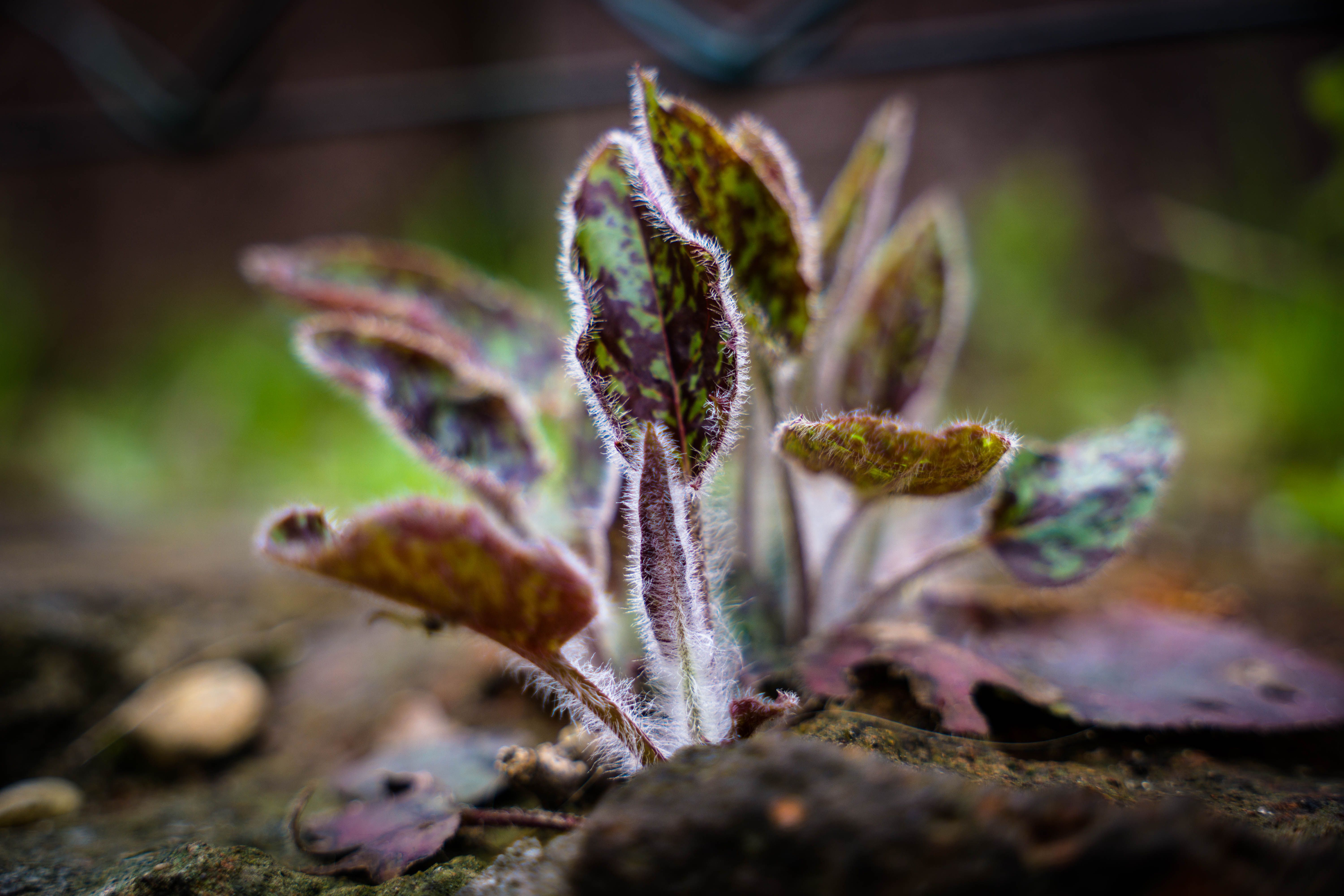 Close-up of Fuzzy Plant Leaves in Spring · Free Stock Photo