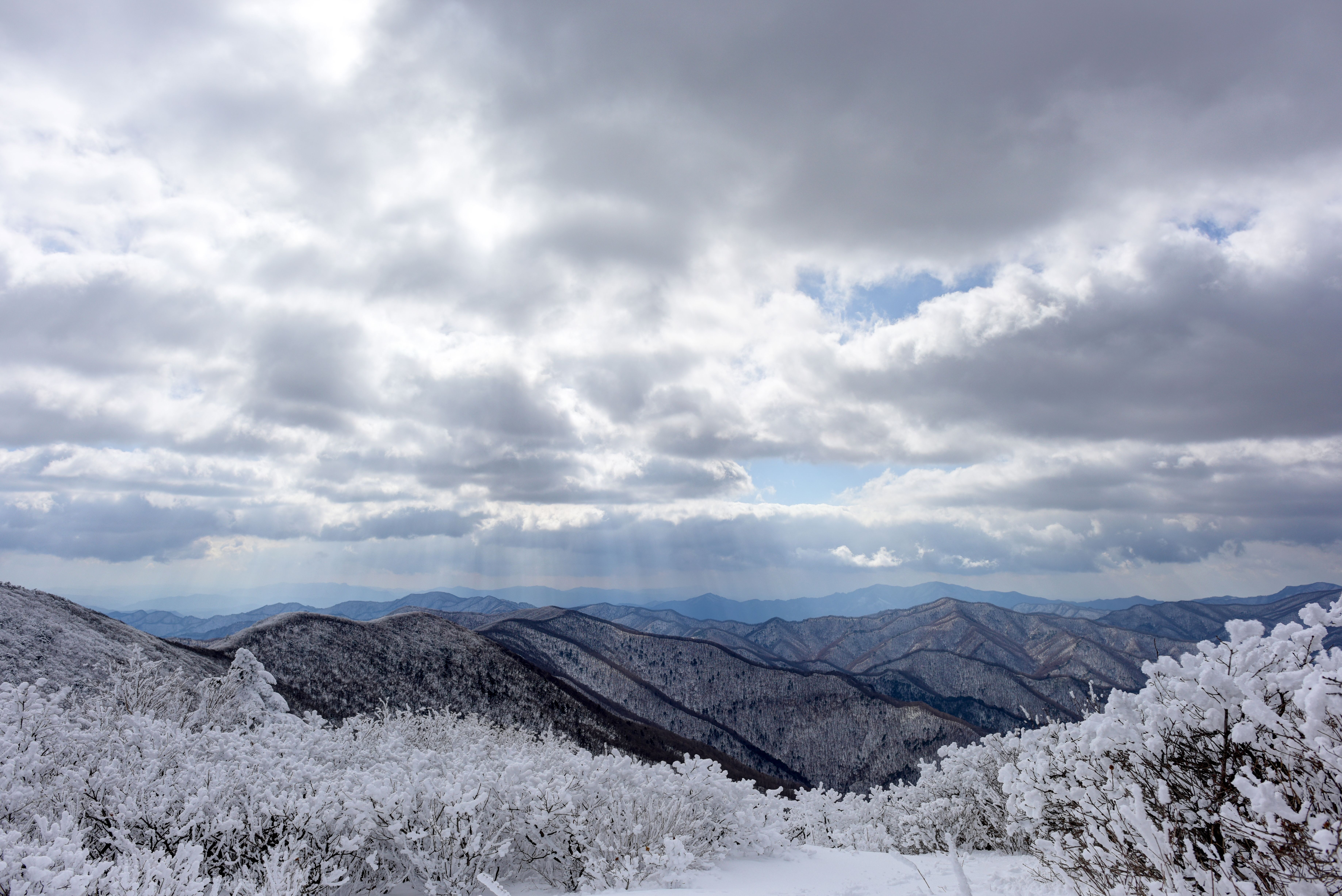 Bushes in Snow with Hills Landscape behind · Free Stock Photo