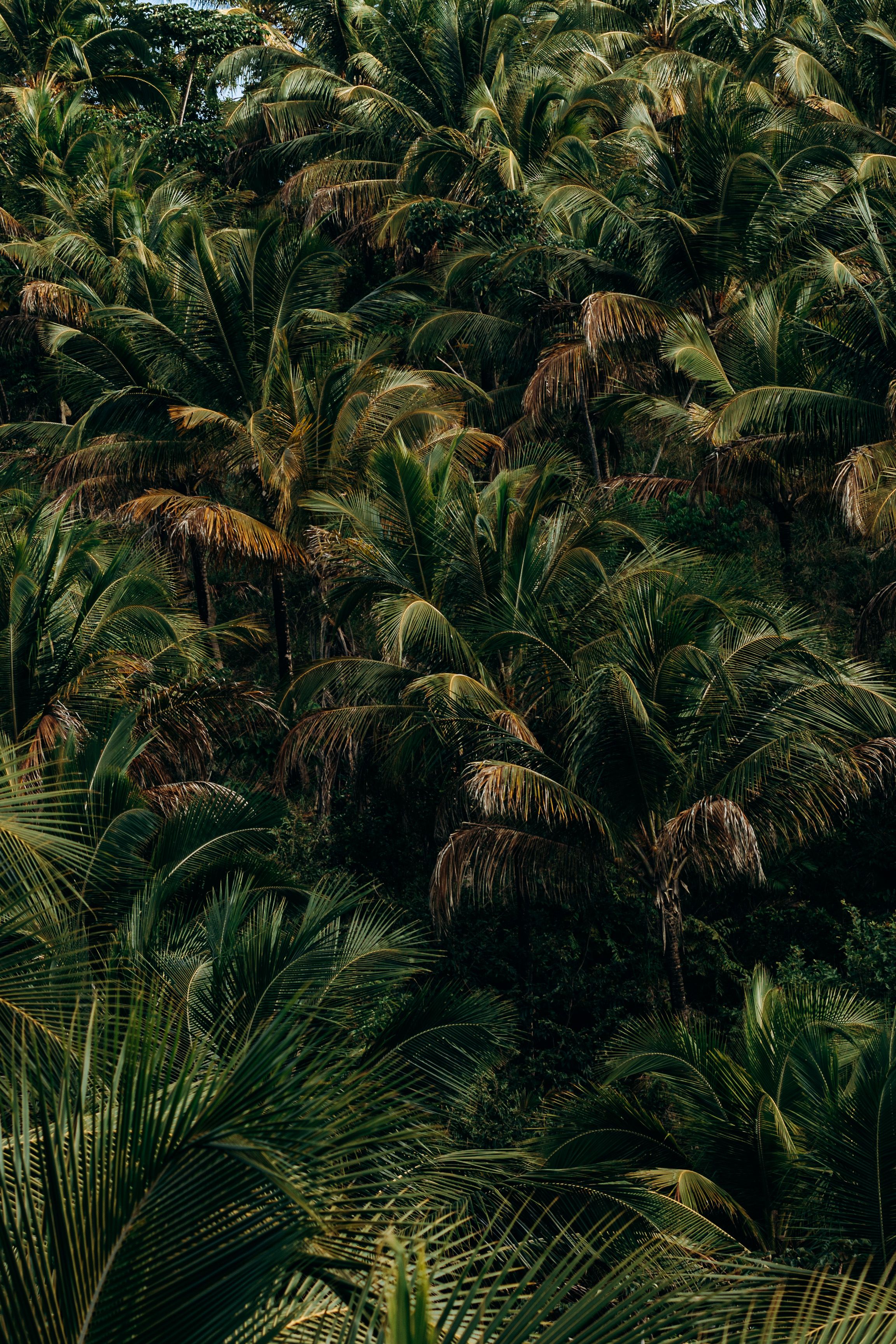 Green Leaf Palm Tree · Free Stock Photo