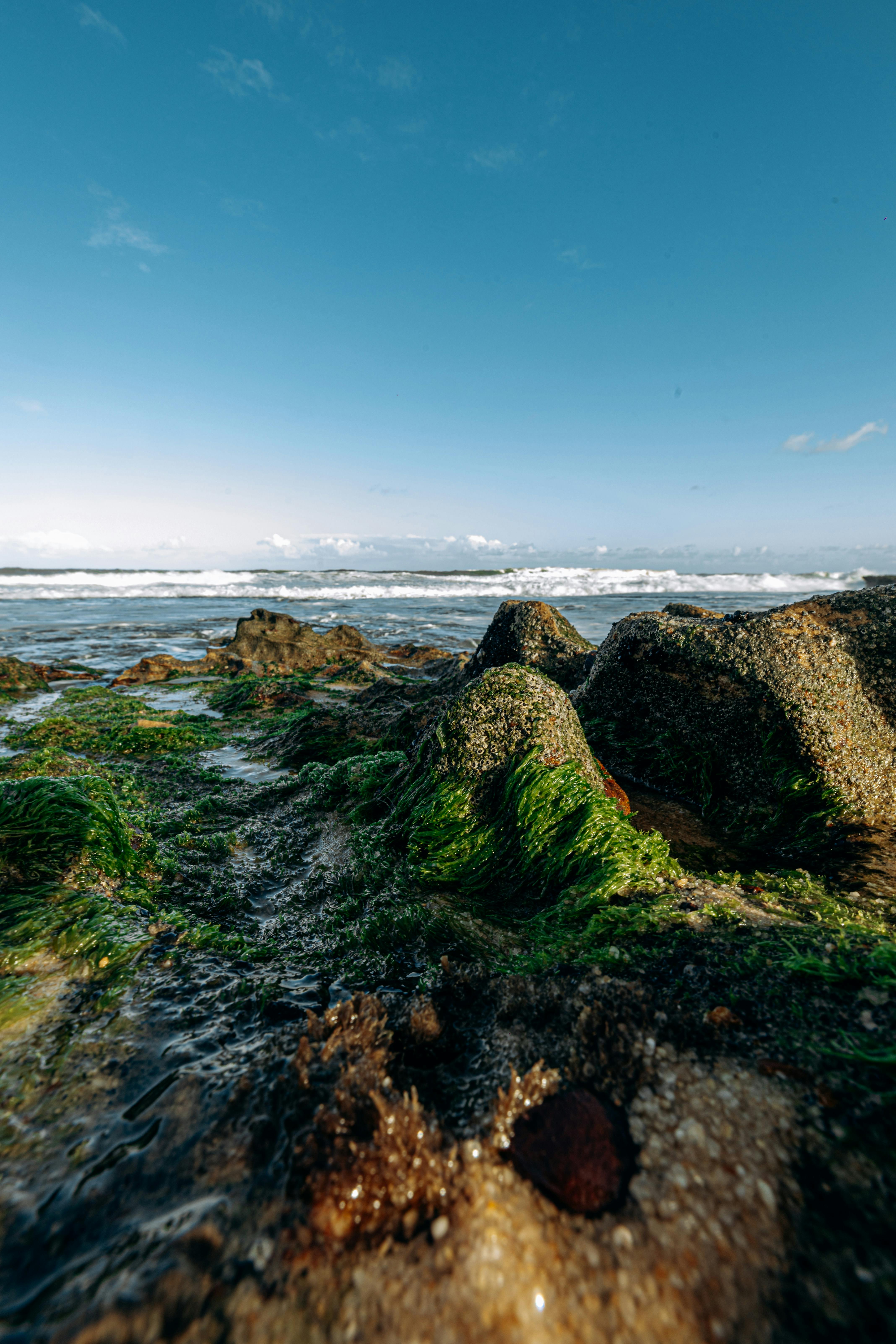 Juniper Shrubs Growing among Rocks by Sea Shore · Free Stock Photo