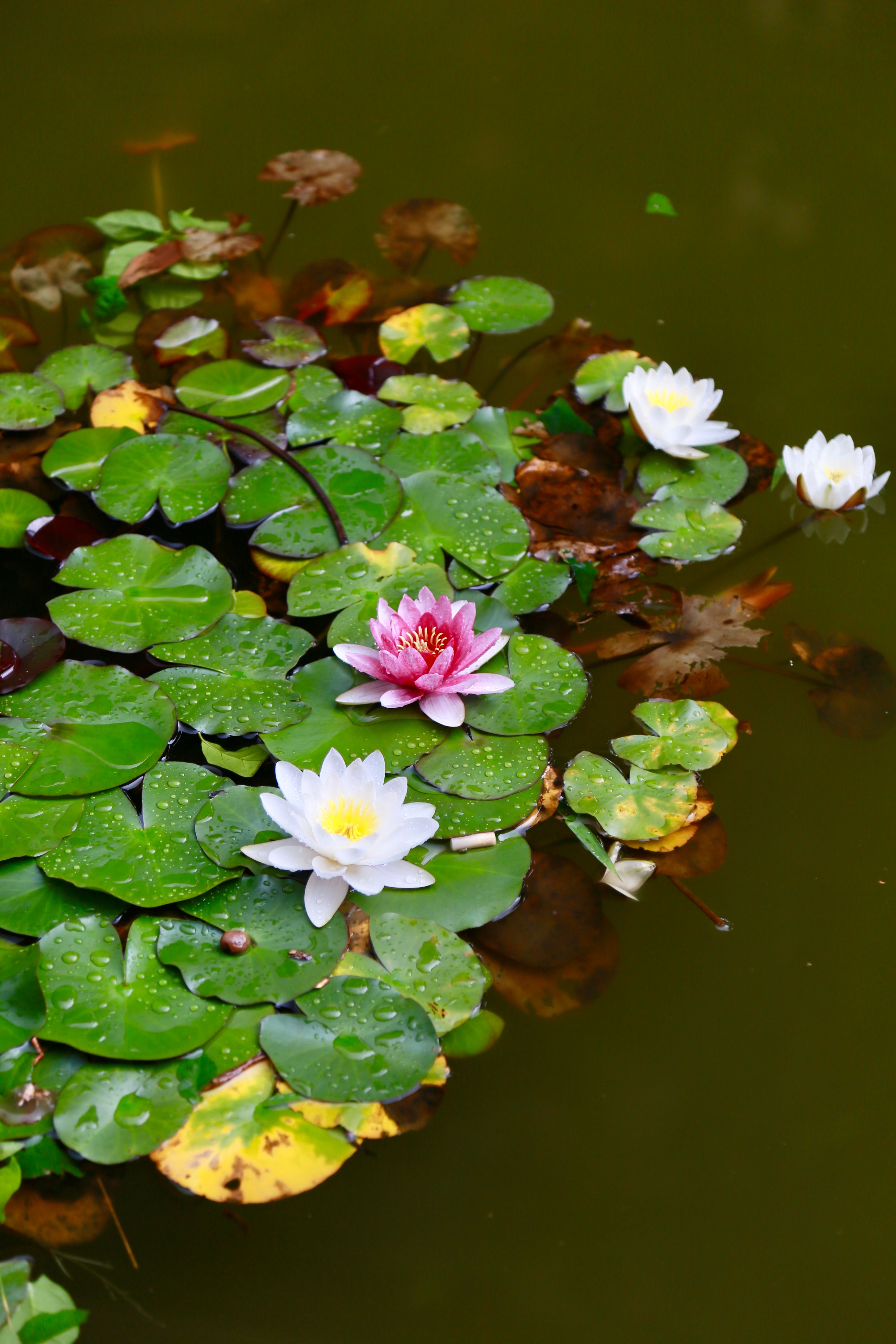 Water Lilies Blooming on Lake Surface · Free Stock Photo