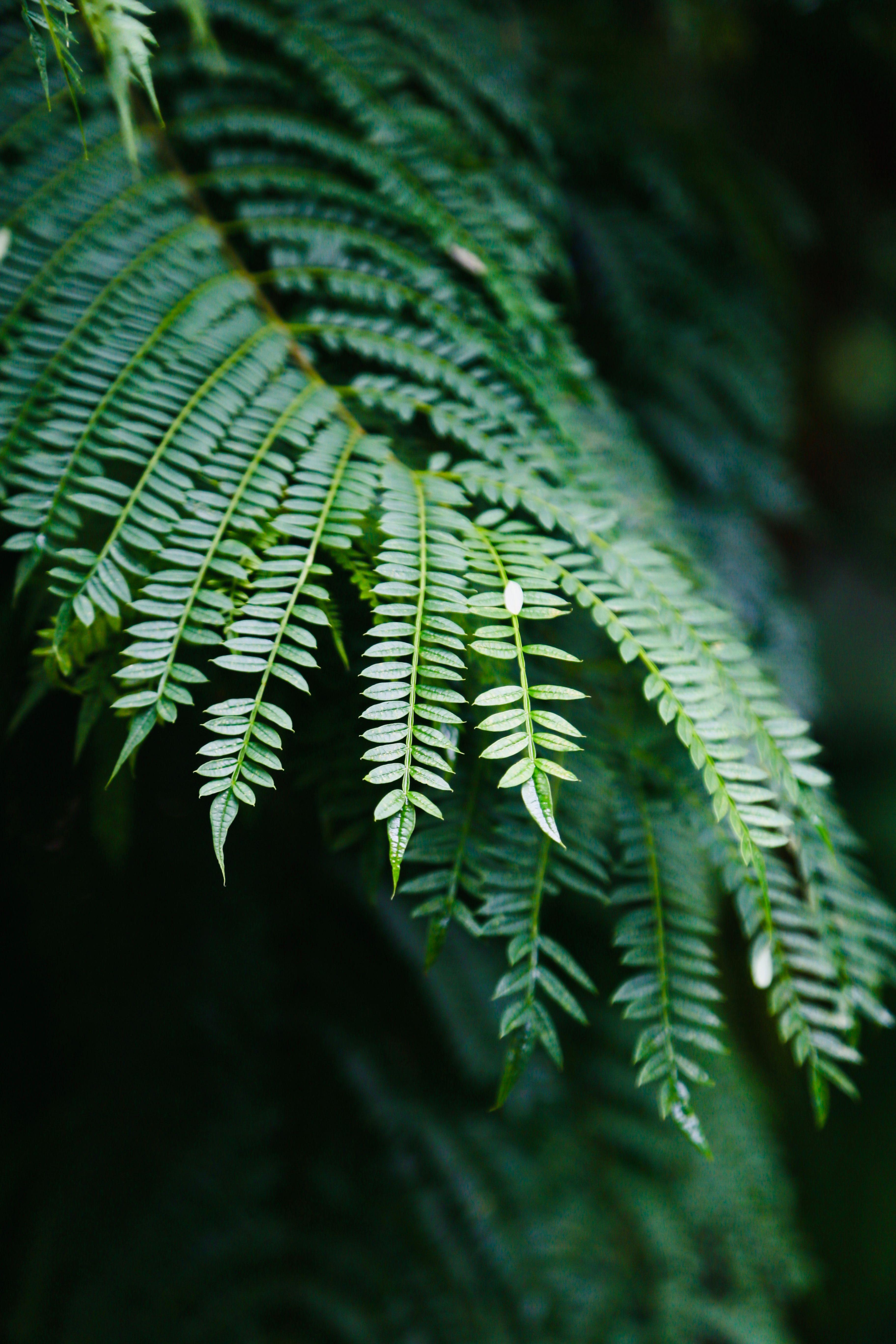 Sunlight on Fern Shrub · Free Stock Photo