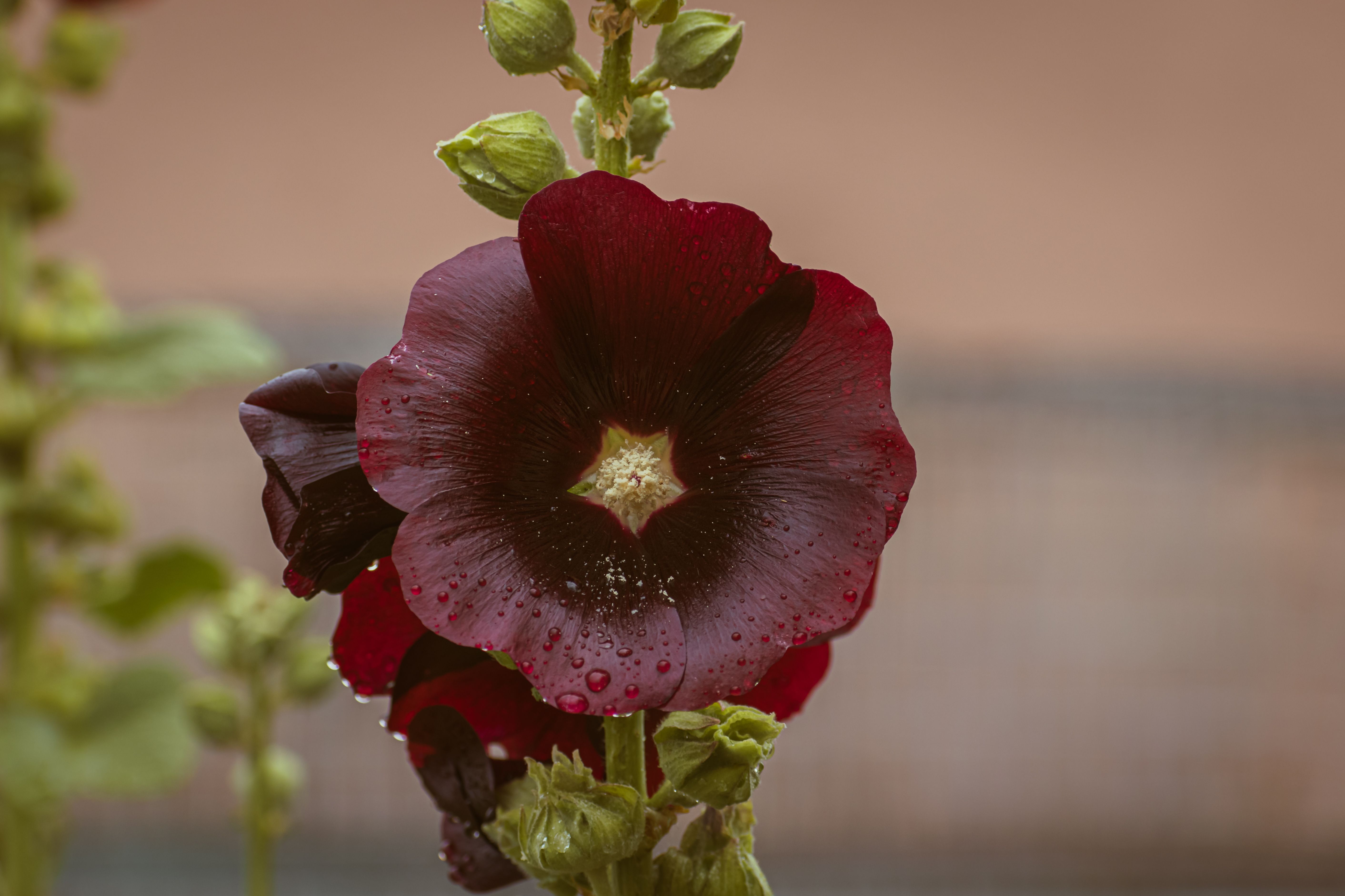 A close up of a dark red flower · Free Stock Photo