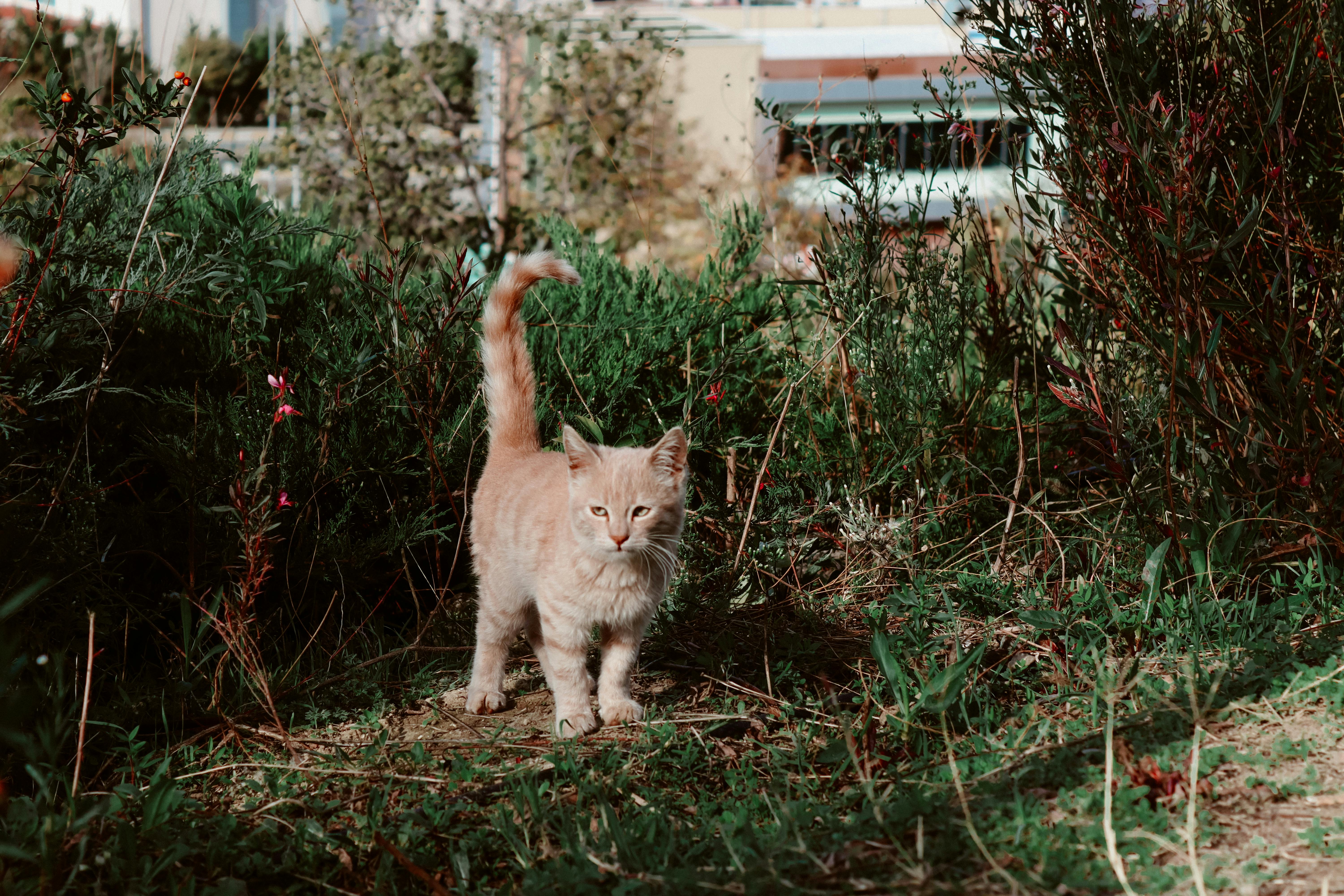 Little Cat in a Garden · Free Stock Photo