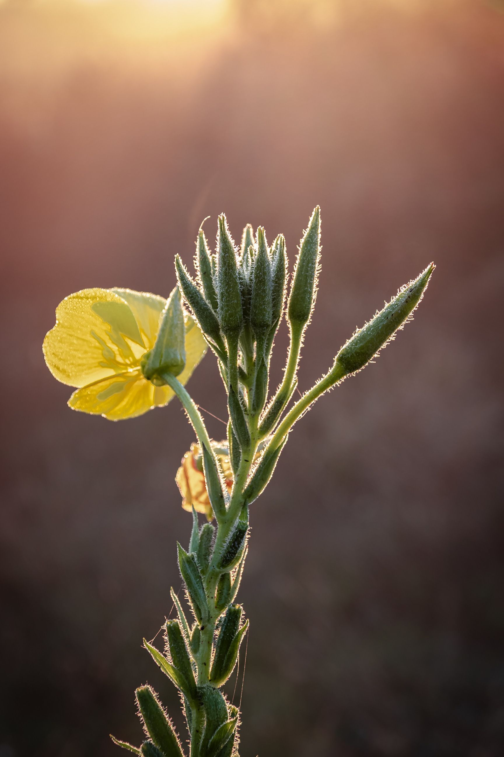 Close-up of an Evening Primrose · Free Stock Photo