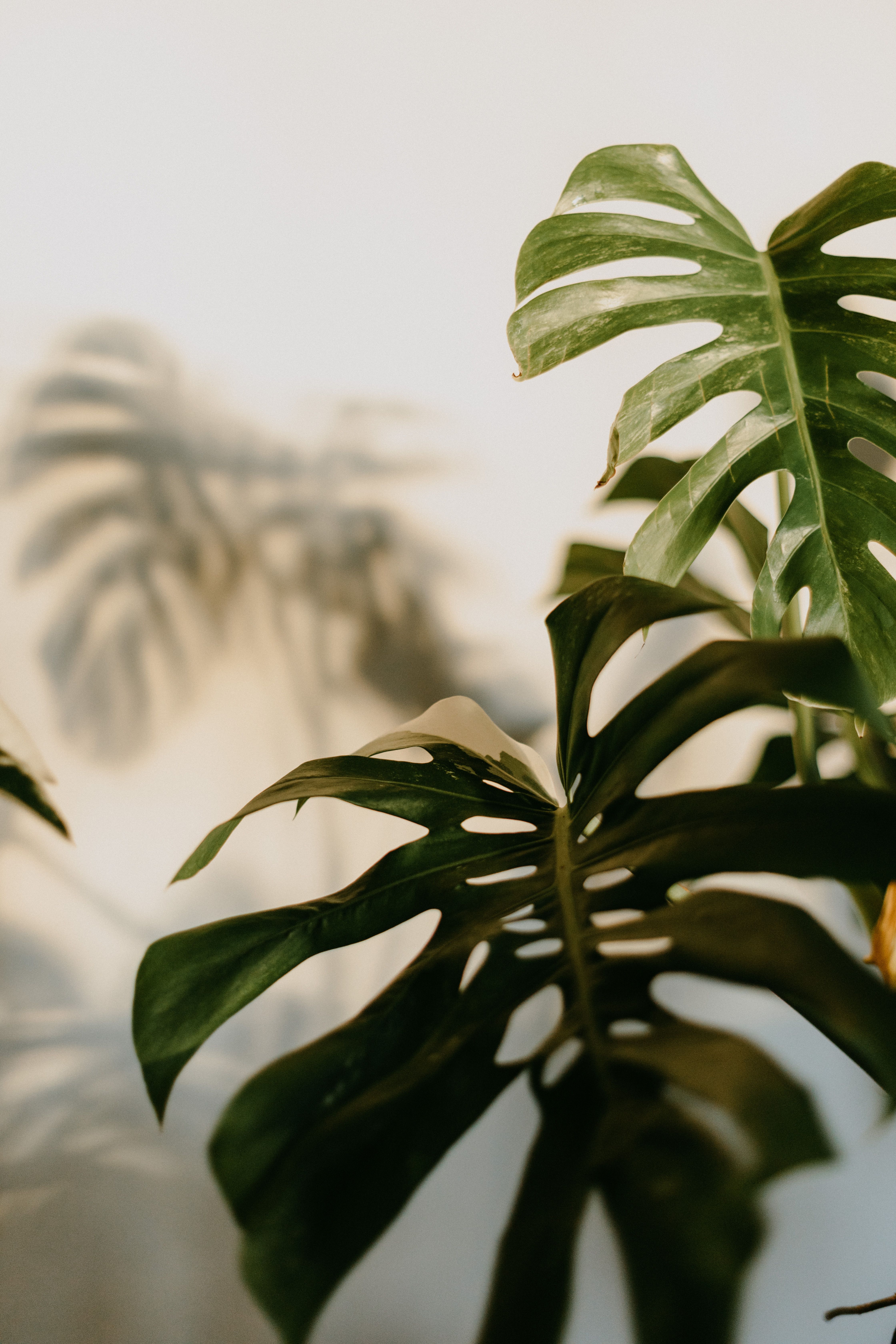 Thai Monstera Photos, Download The BEST Free Thai Monstera Stock Photos ...