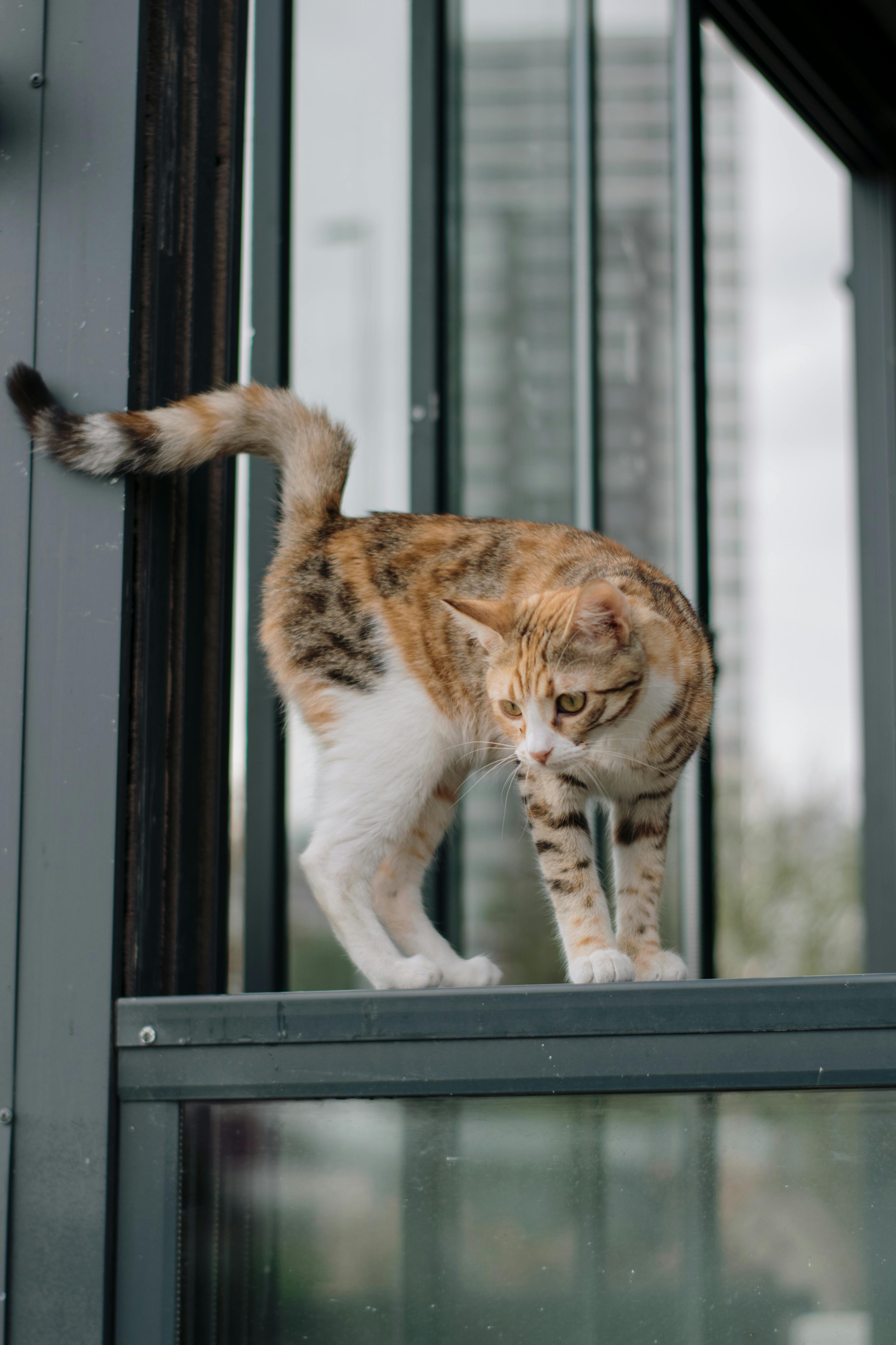 Foto de stock gratuita sobre @al aire libre, animal domestico ...