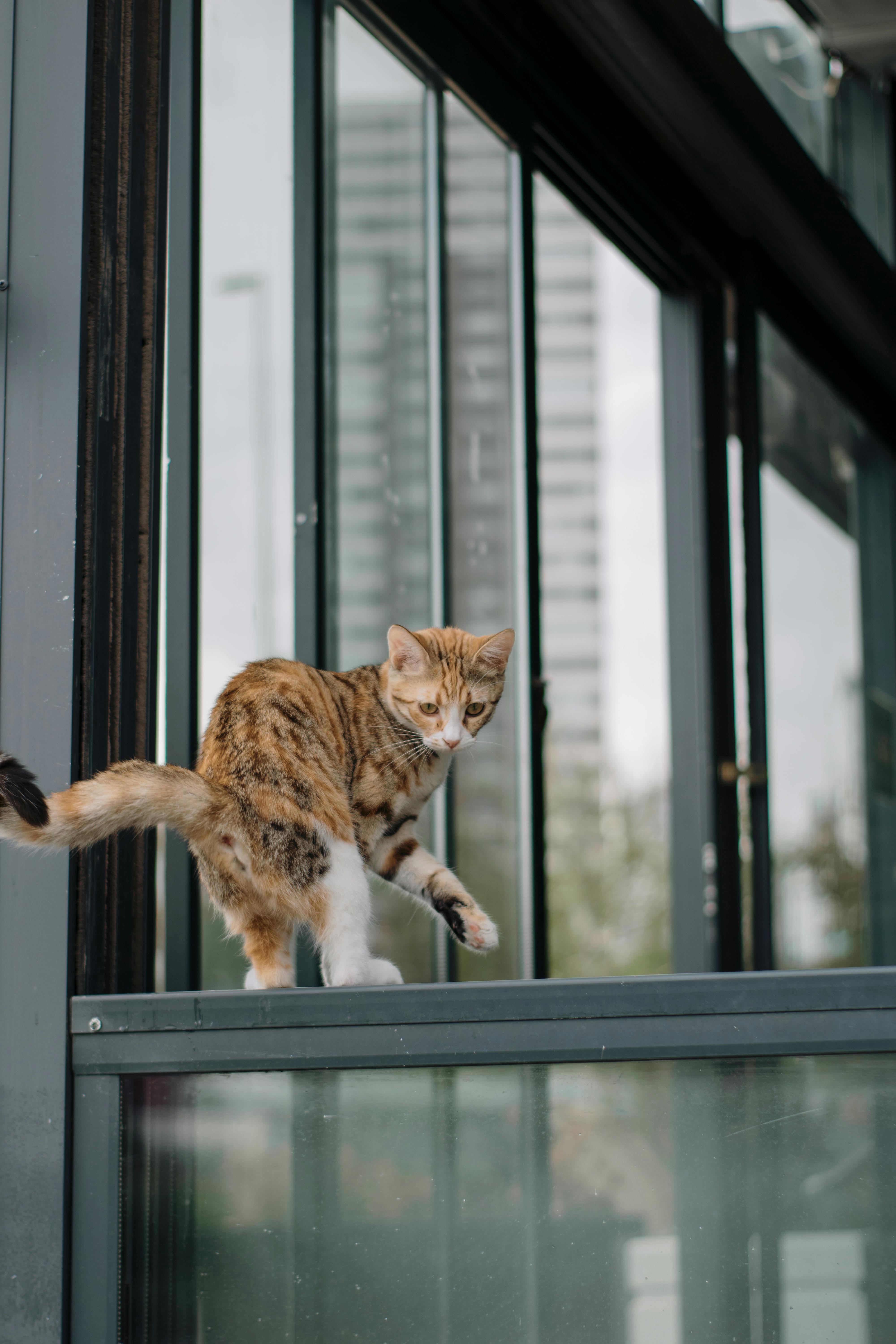 Windows Frame Photos, Download The BEST Free Windows Frame Stock Photos ...