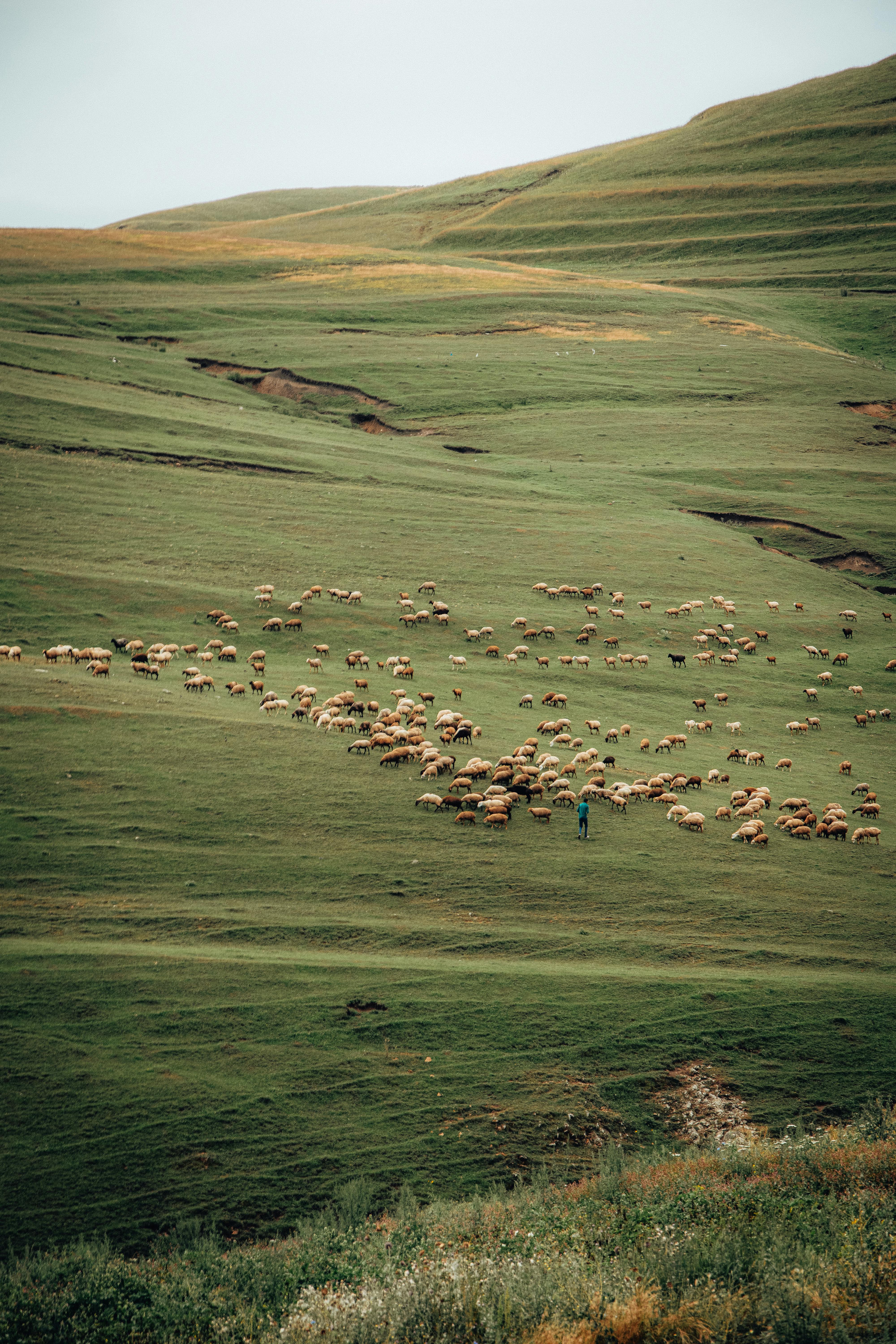 Flock of Sheep on Pasture · Free Stock Photo