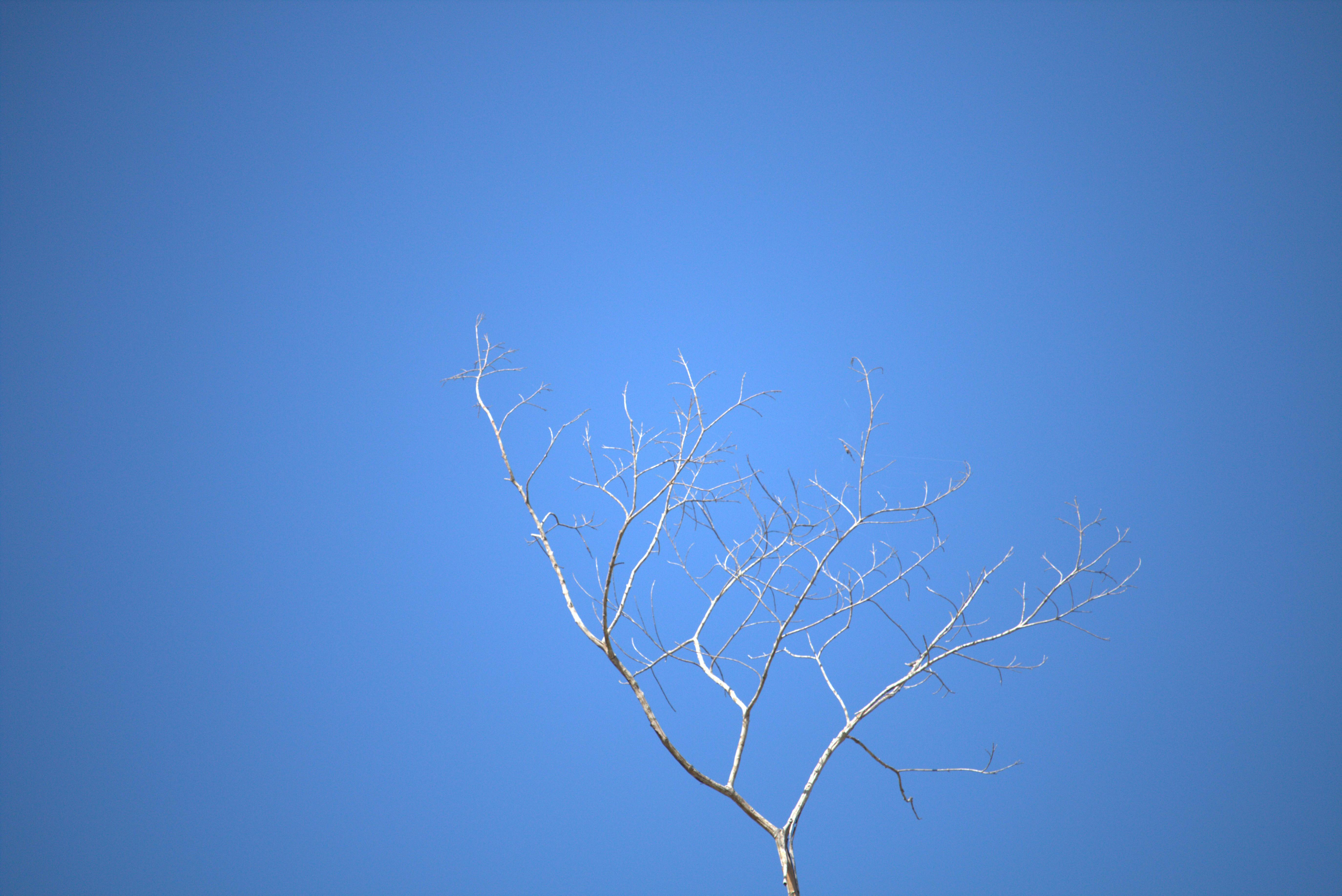 Inverted Tree Crown on the Blue Sky · Free Stock Photo