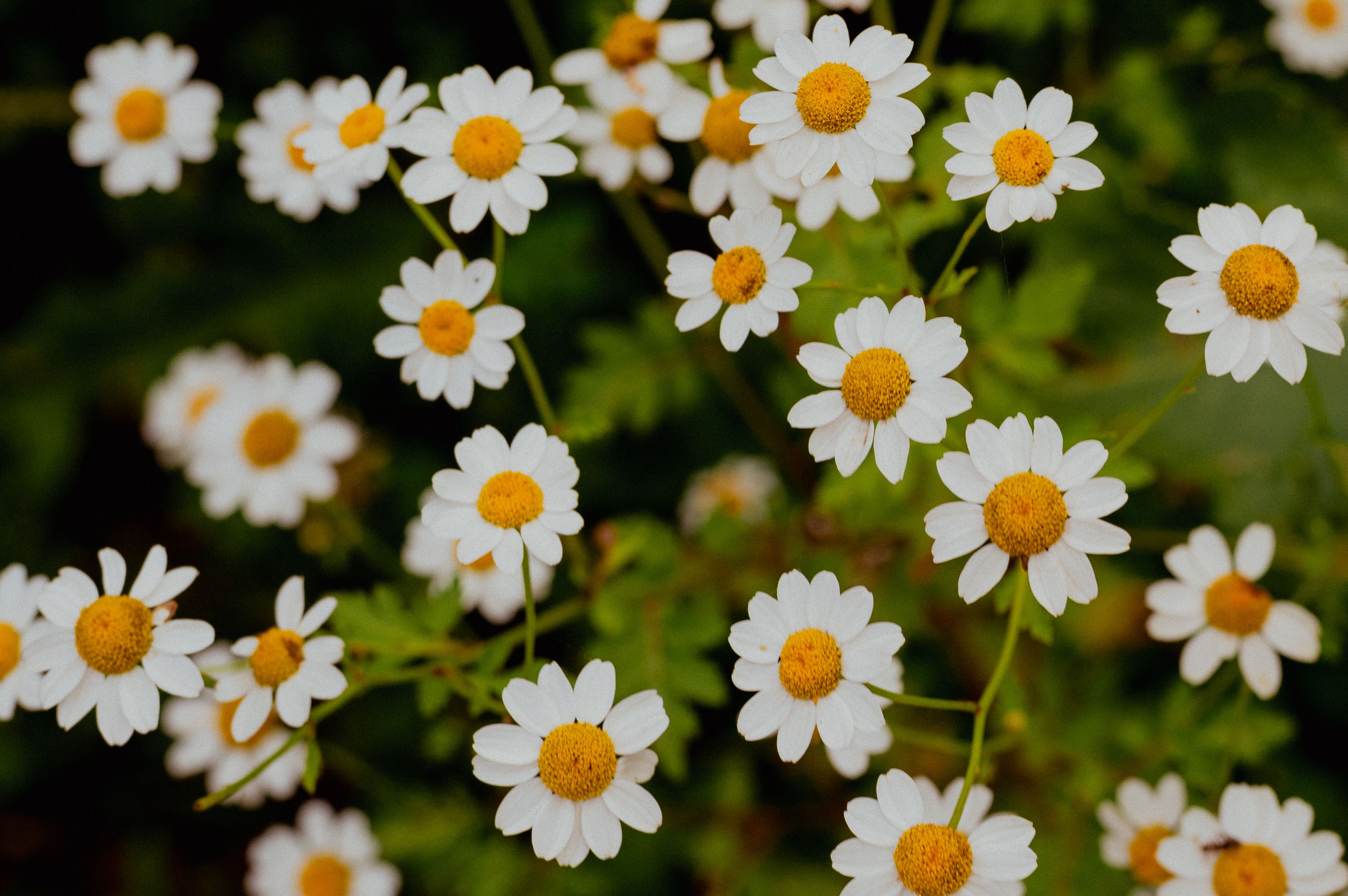 Daisy Aesthetic Wallpaper Photos, Download The BEST Free Daisy ...