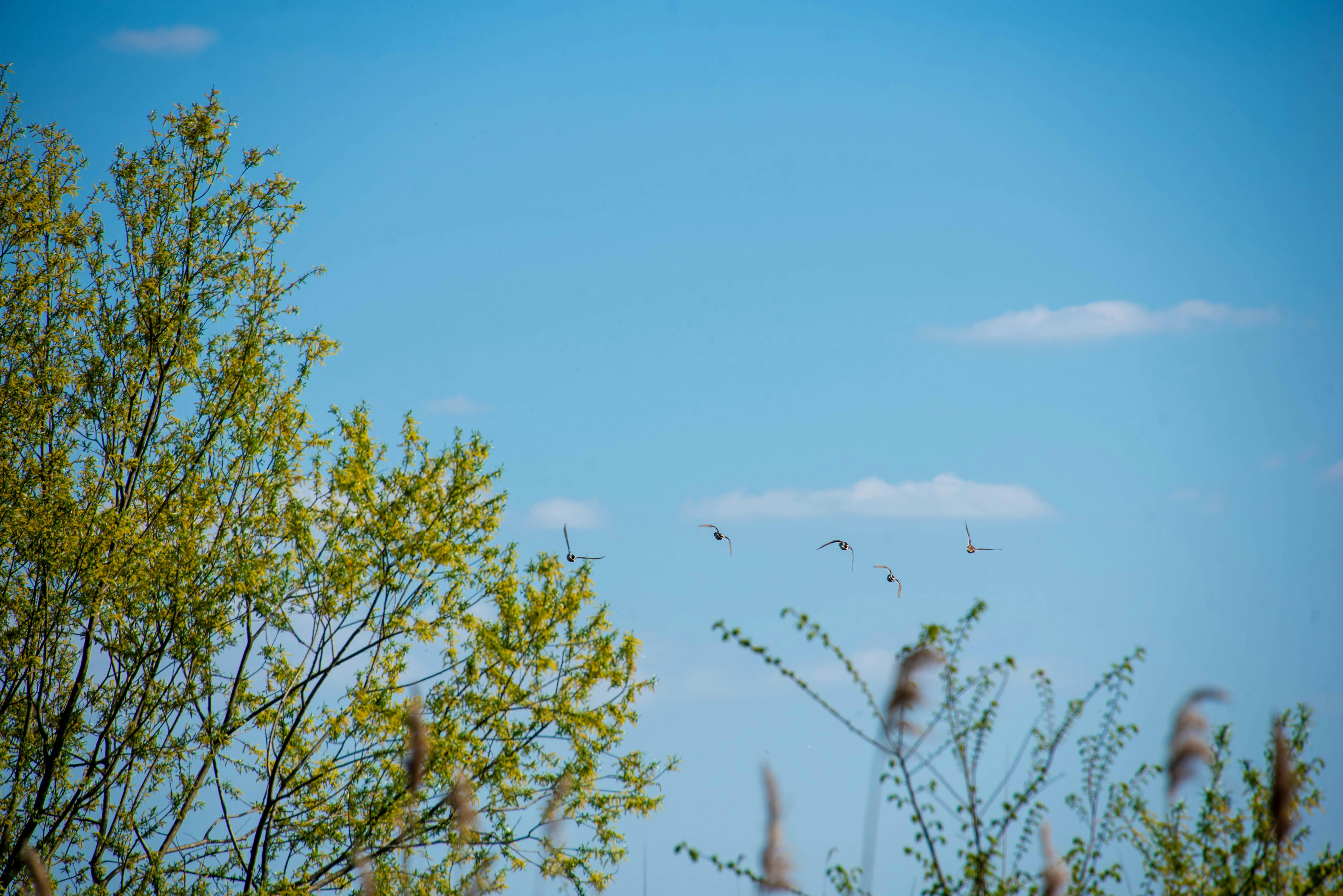 Birds Flying From Tree Photos, Download The BEST Free Birds Flying From ...