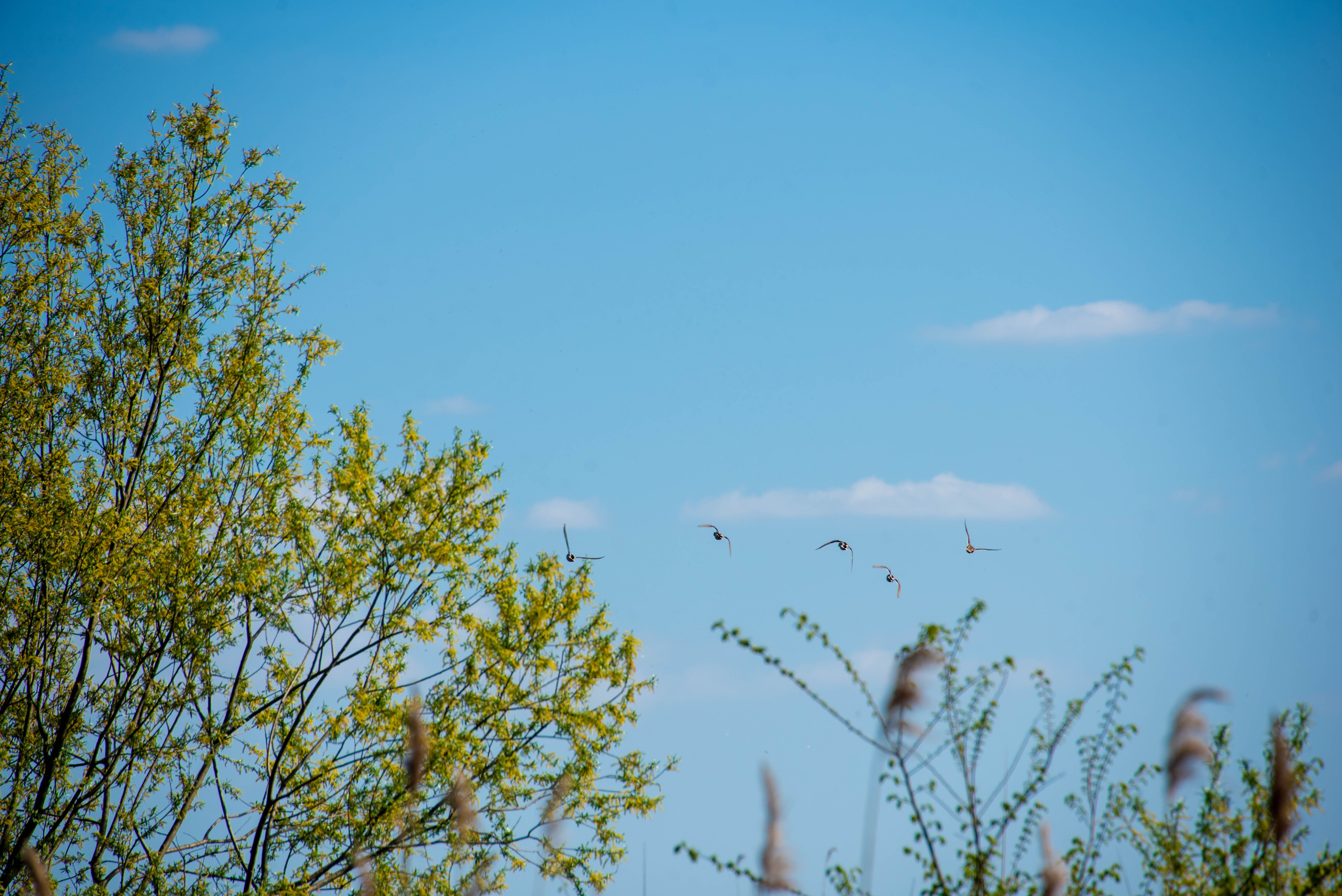Birds Flying near Tree · Free Stock Photo