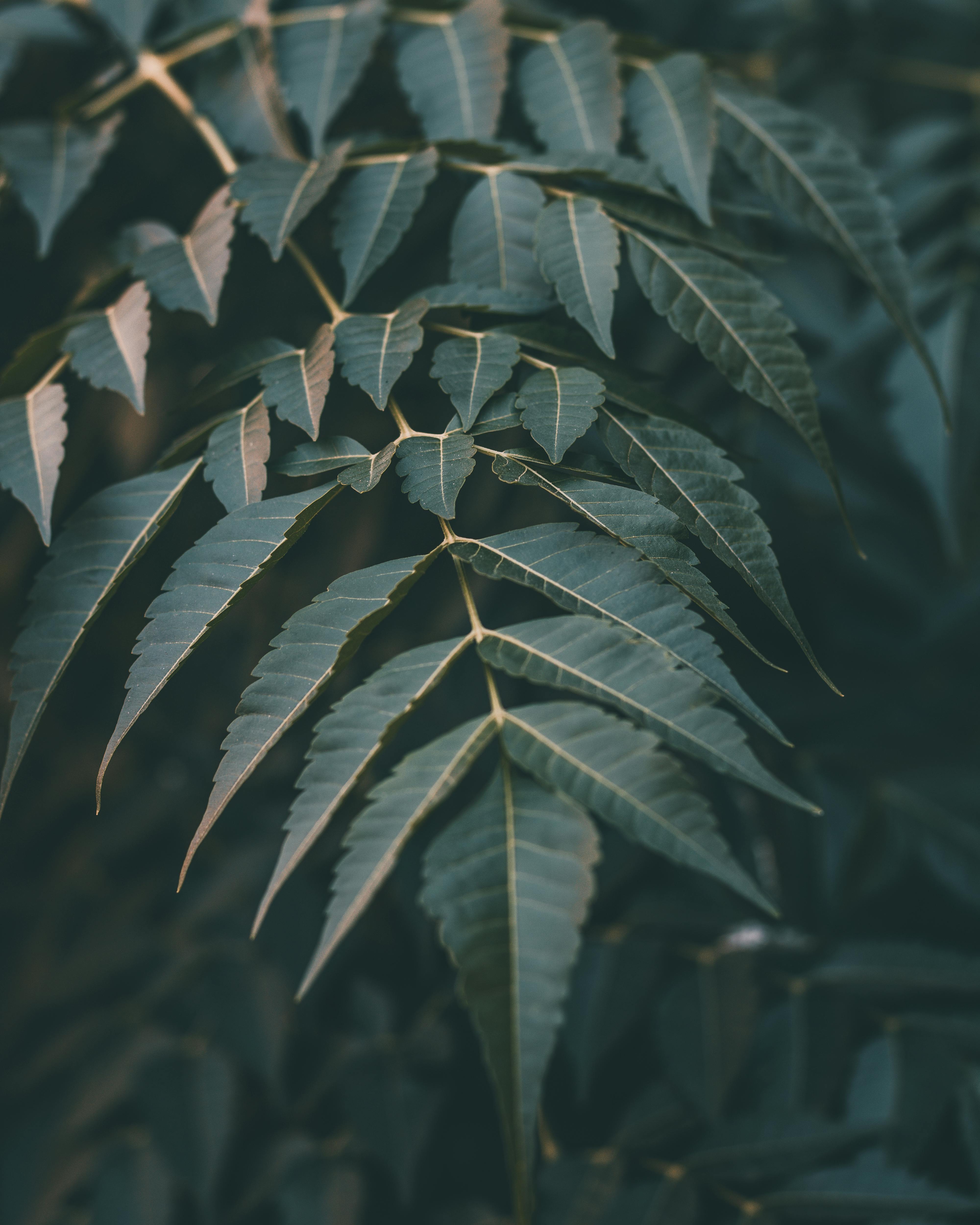 Mustafa Varol - 사진