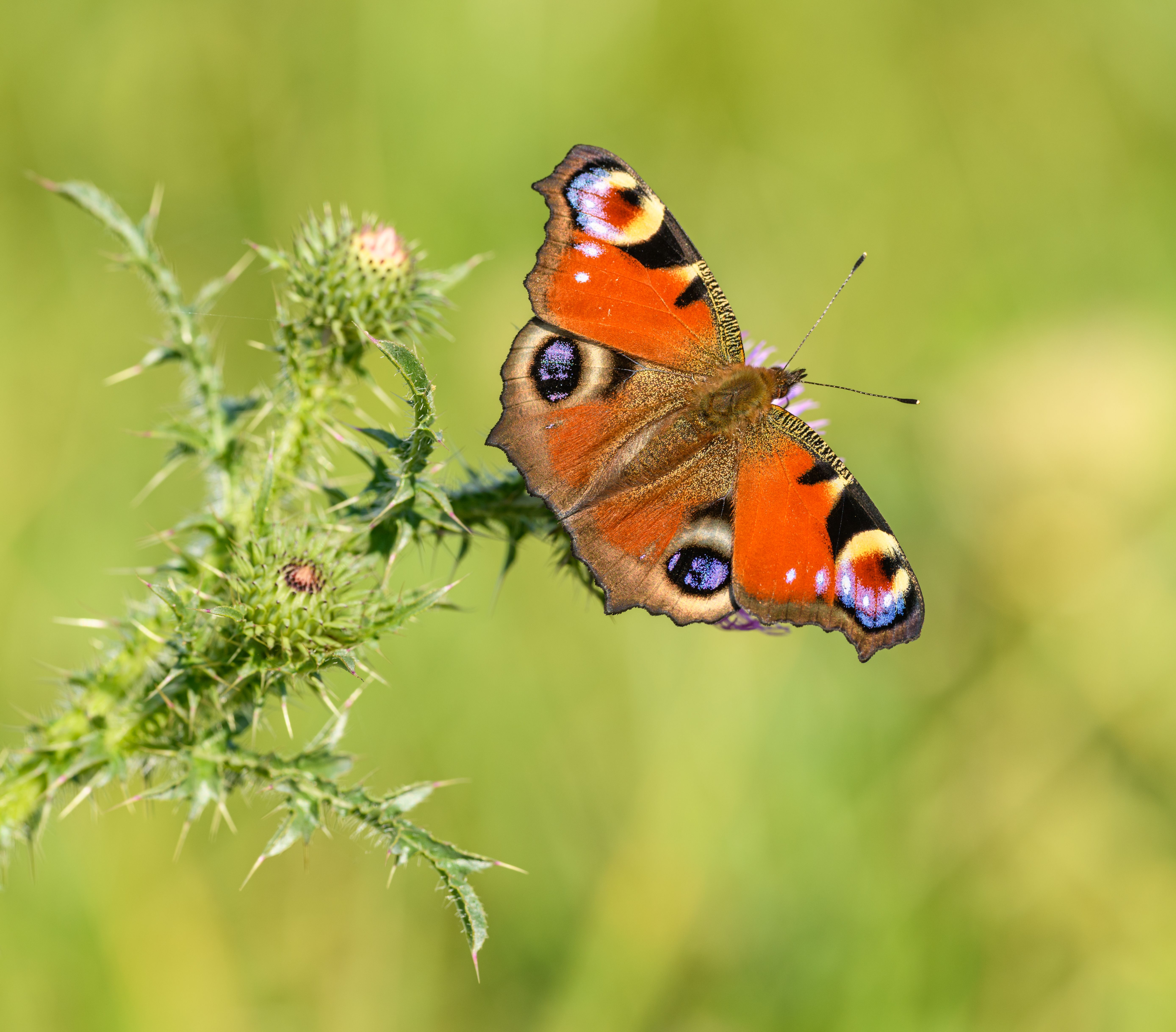 Butterfly Sister Wallpaper Photos, Download The BEST Free Butterfly ...