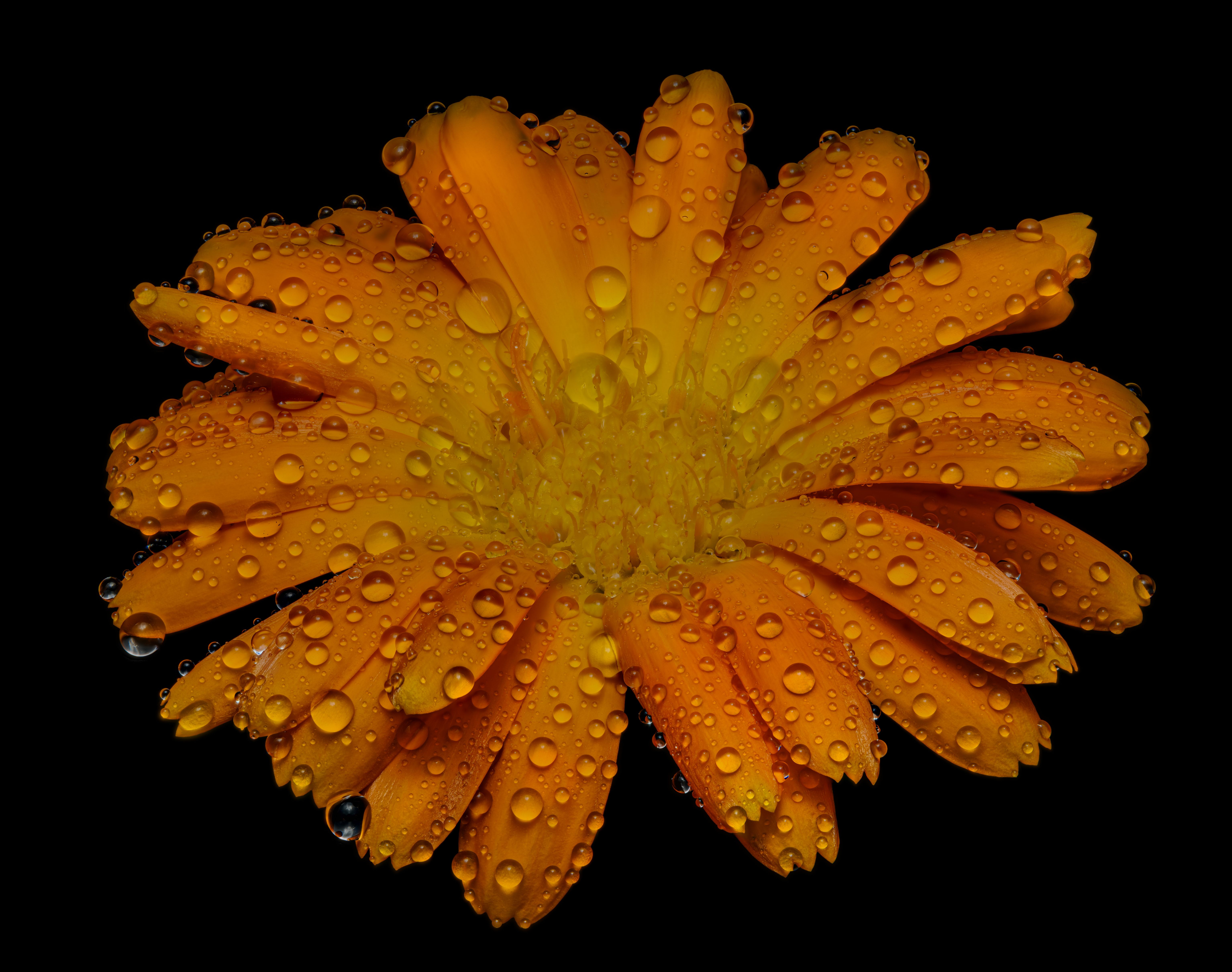 Close-up Photo of Gerbera Flower · Free Stock Photo