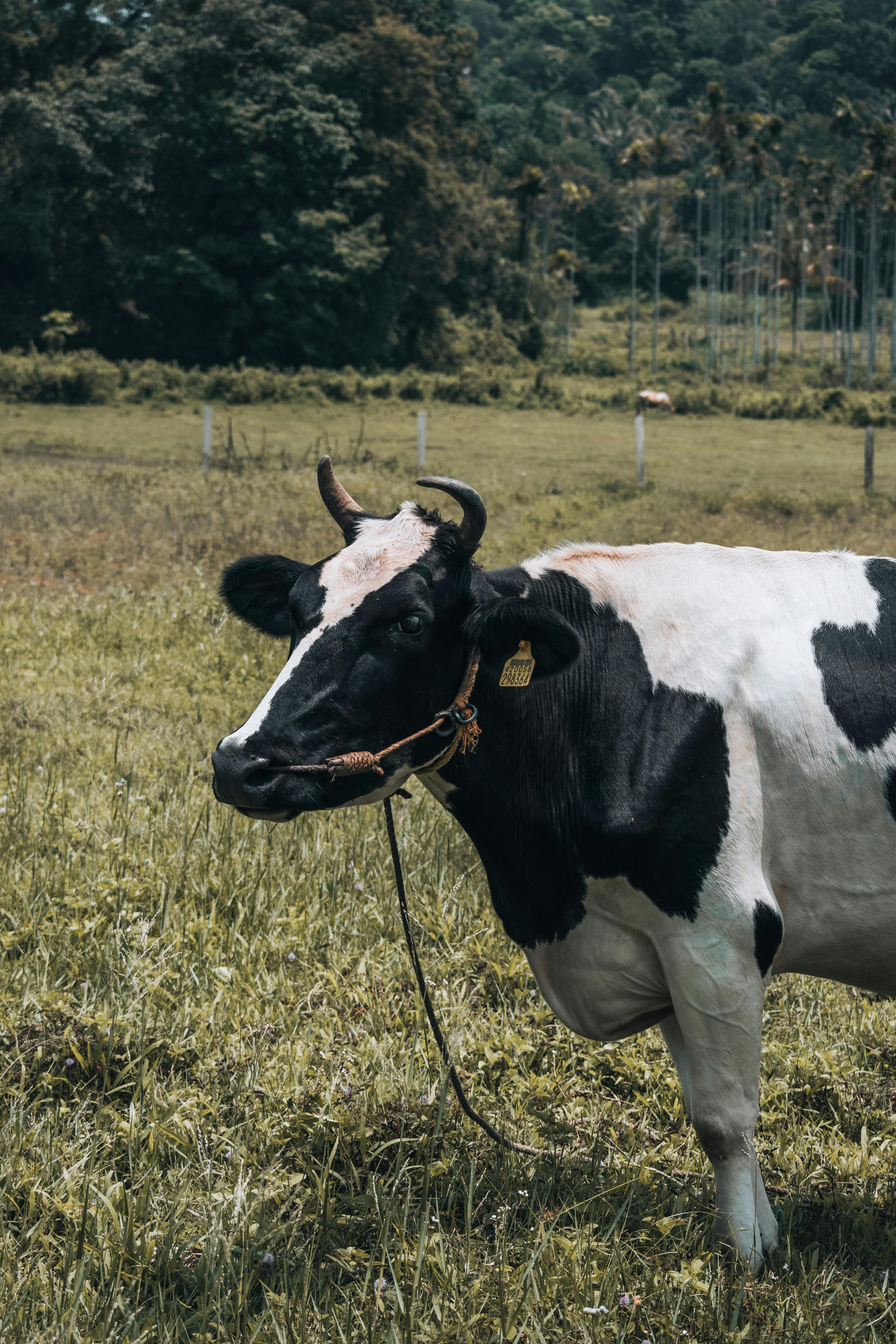 Codekul Cow Photos, Download The BEST Free Codekul Cow Stock Photos ...
