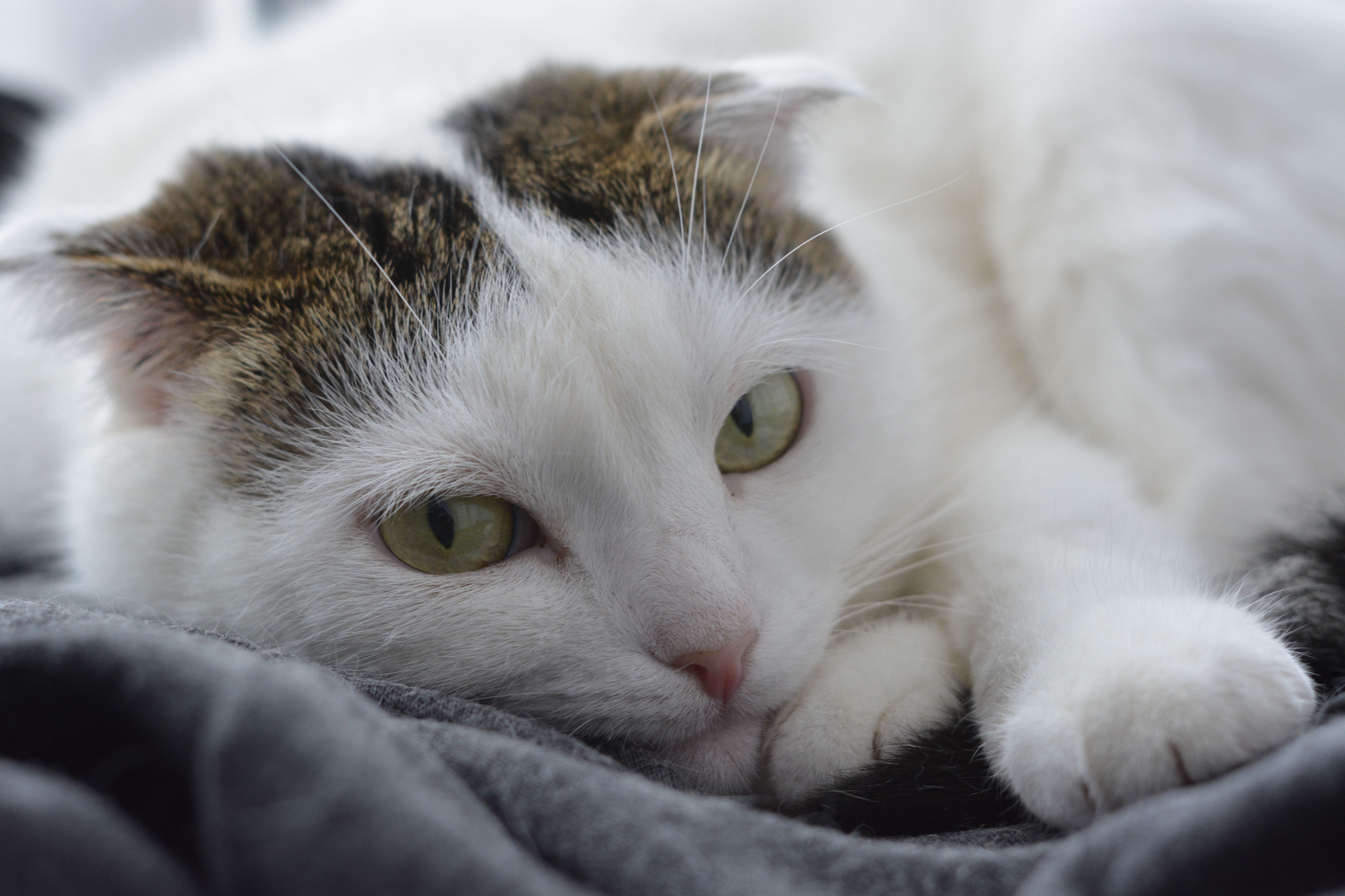 White Cat Head · Free Stock Photo