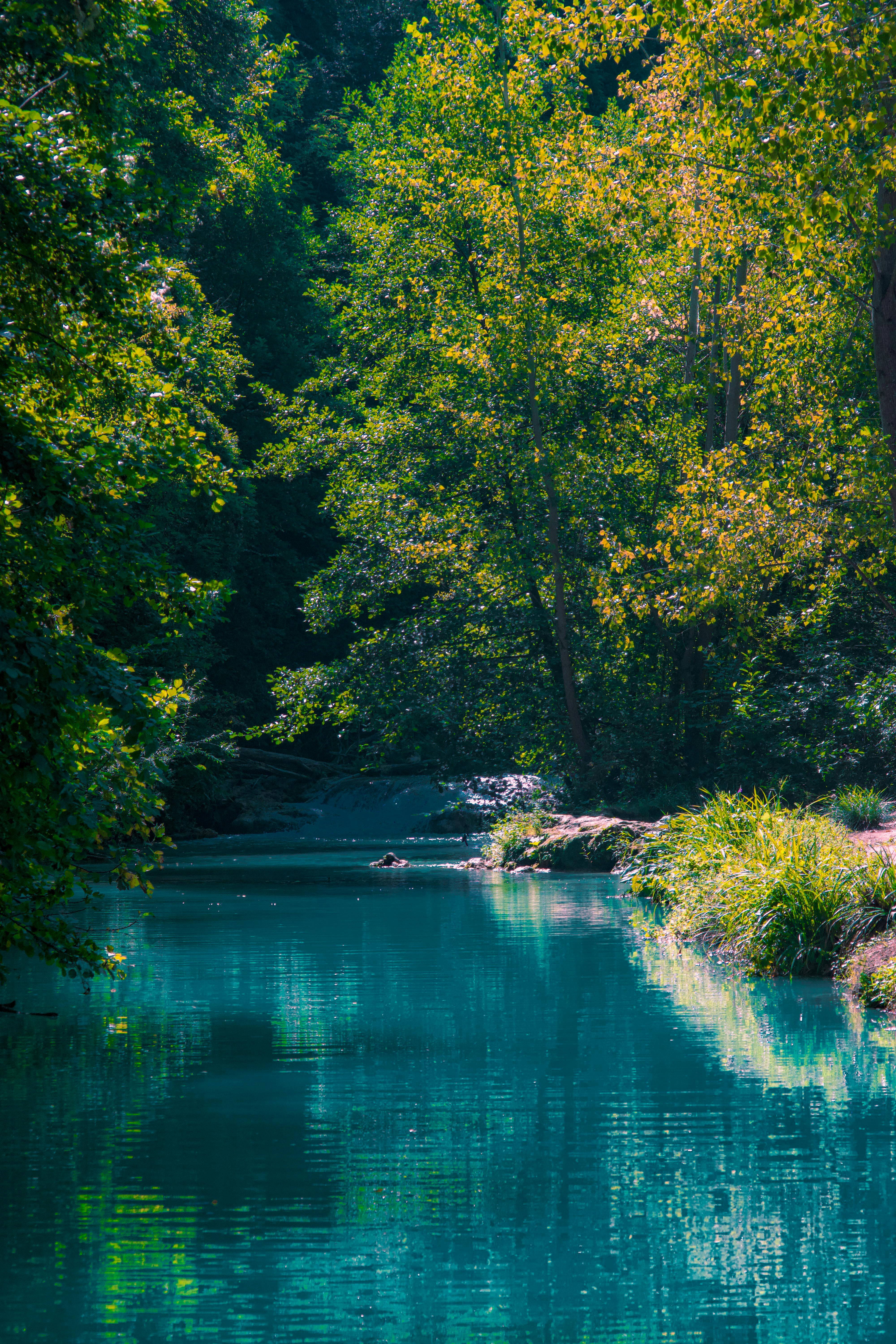 Blue River in Forest · Free Stock Photo