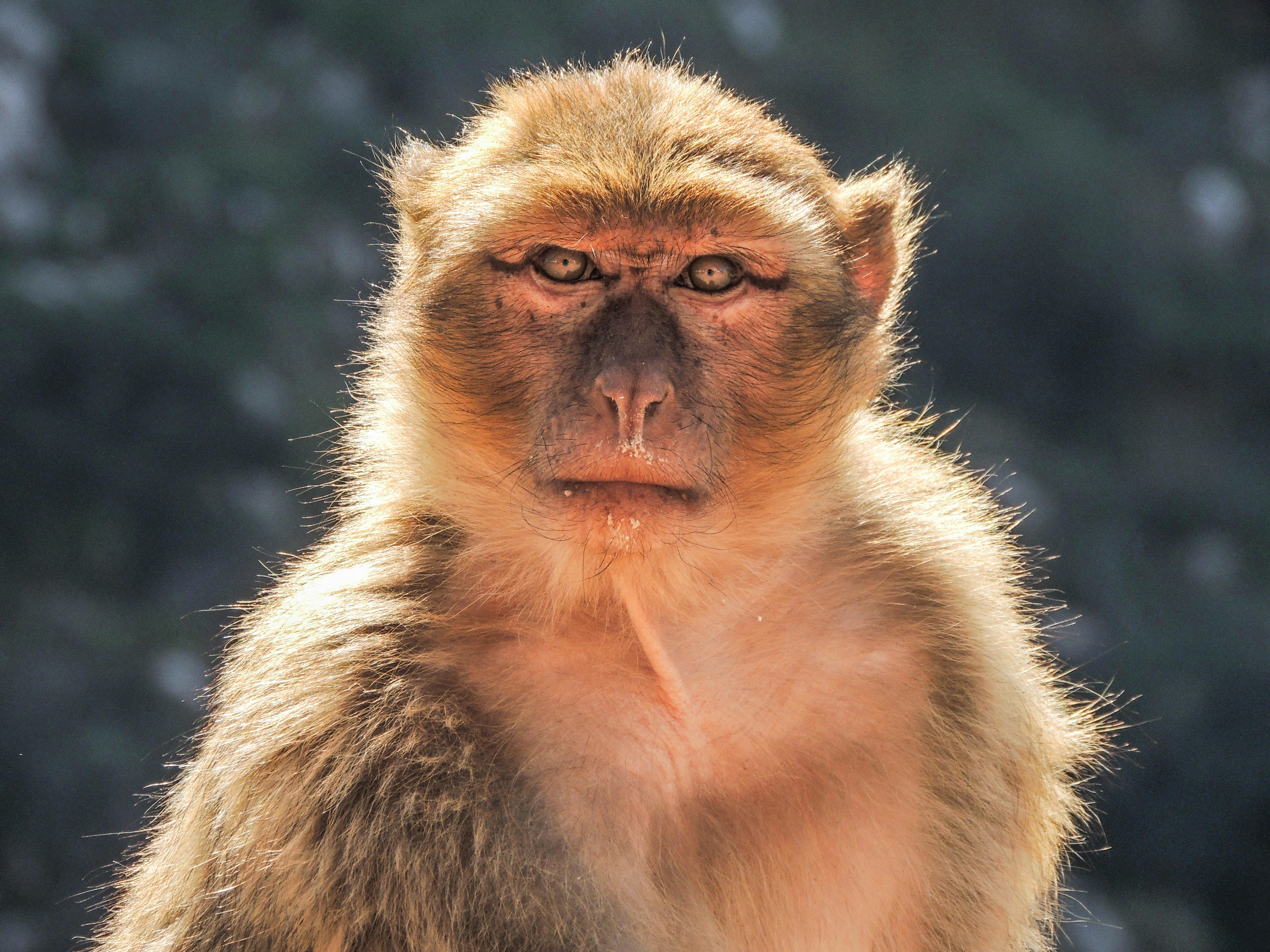 Simians Photos, Download The BEST Free Simians Stock Photos & HD Images