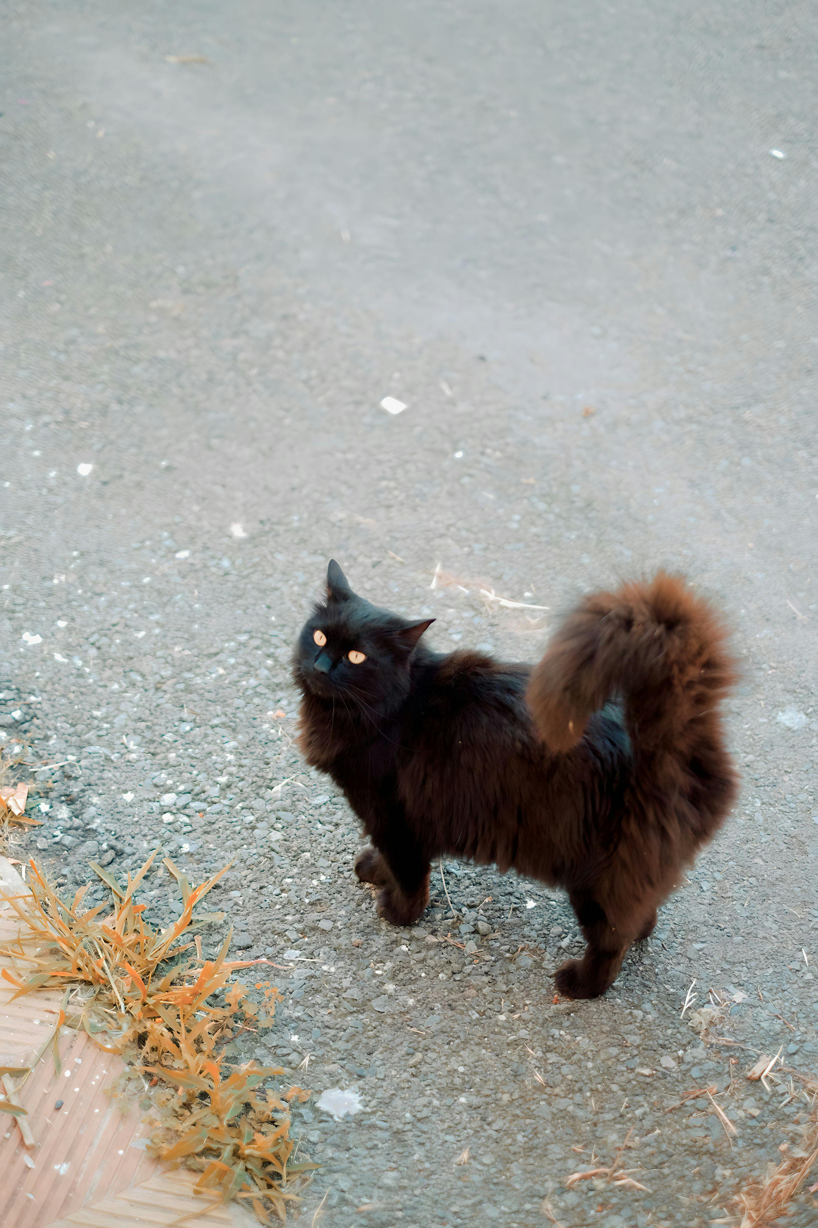 Cat Turning Photos, Download The BEST Free Cat Turning Stock Photos ...