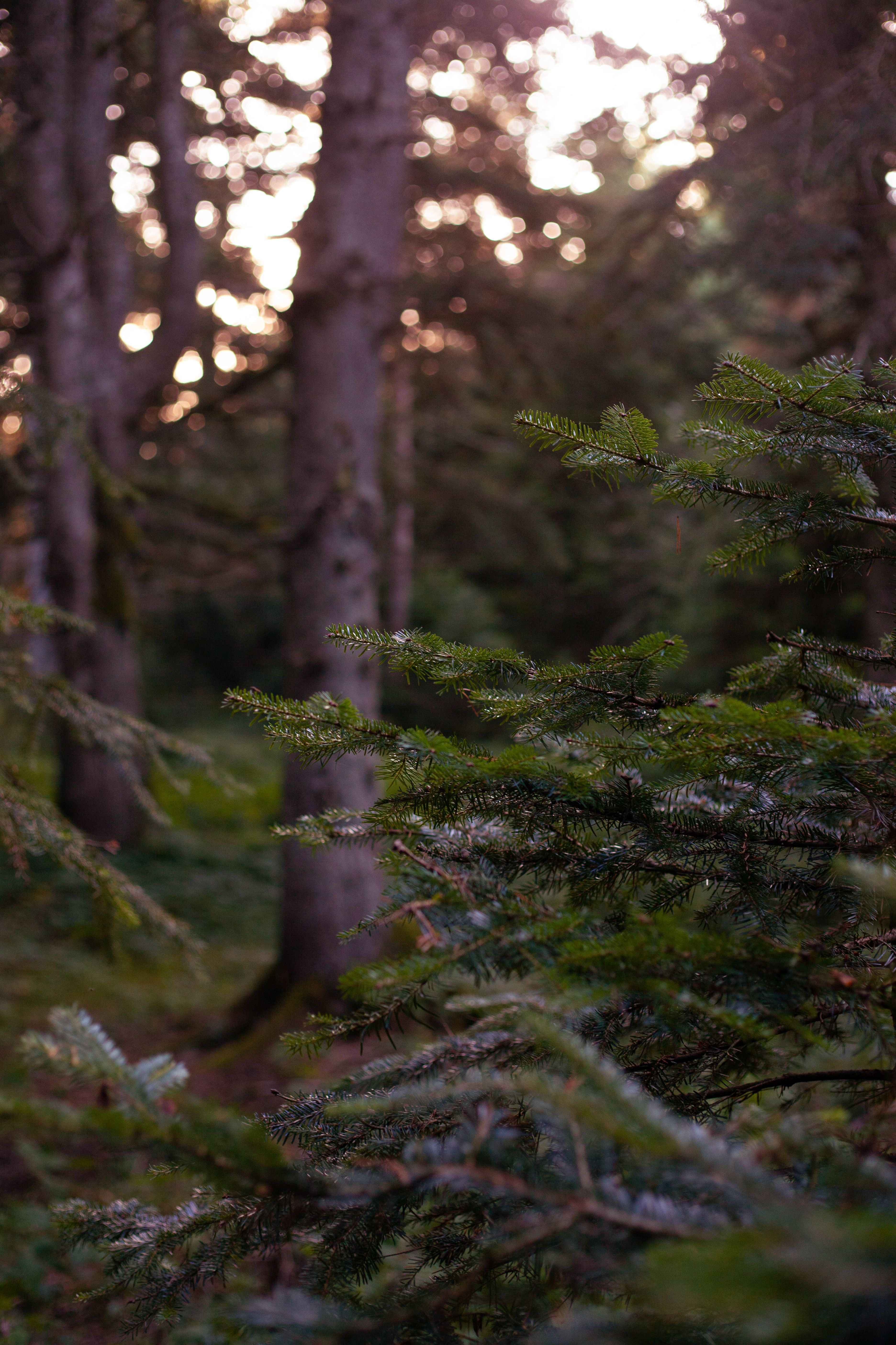 Hd Woodland Photos, Download The BEST Free Hd Woodland Stock Photos ...