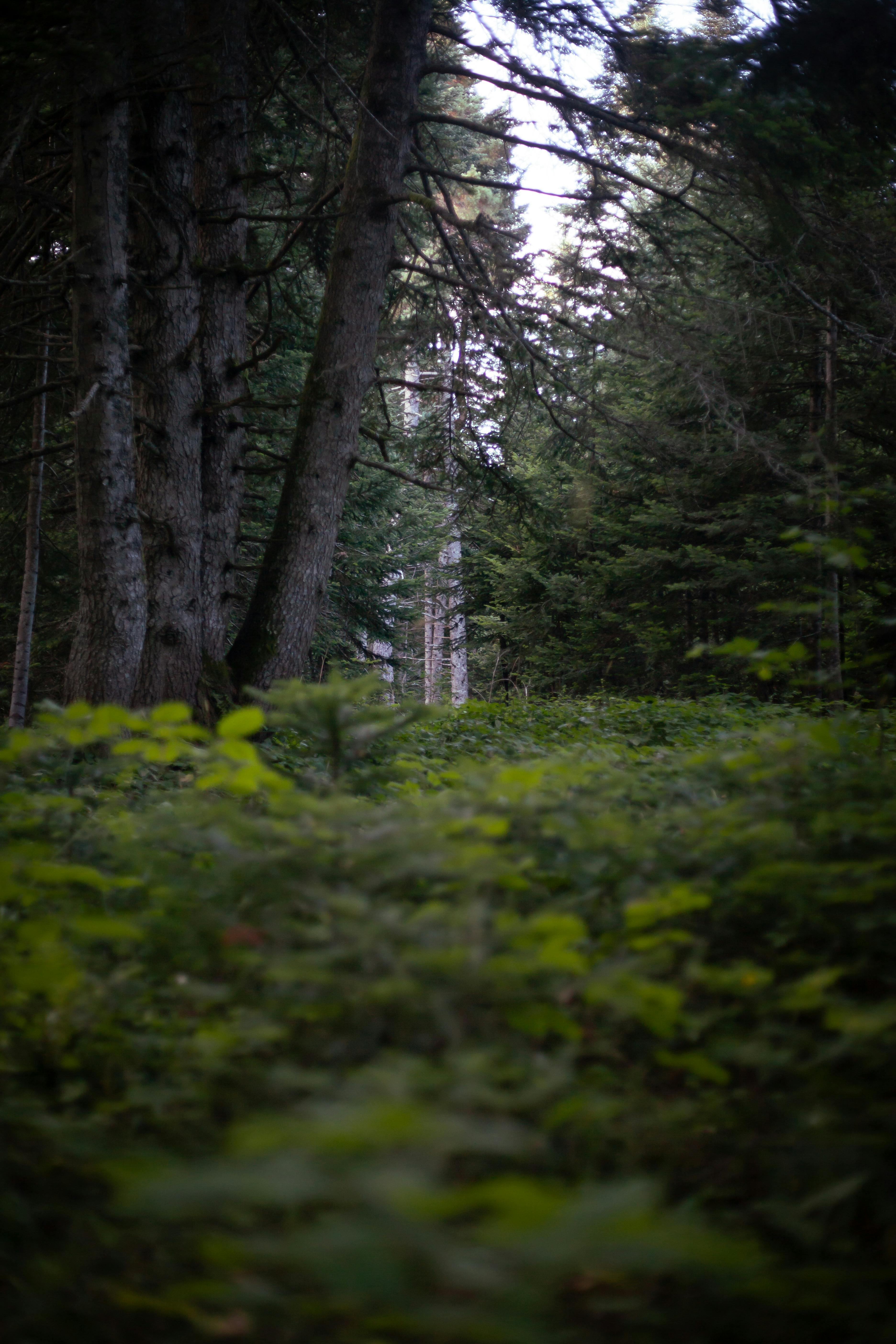 Bamboo Trees Growing in Forest · Free Stock Photo