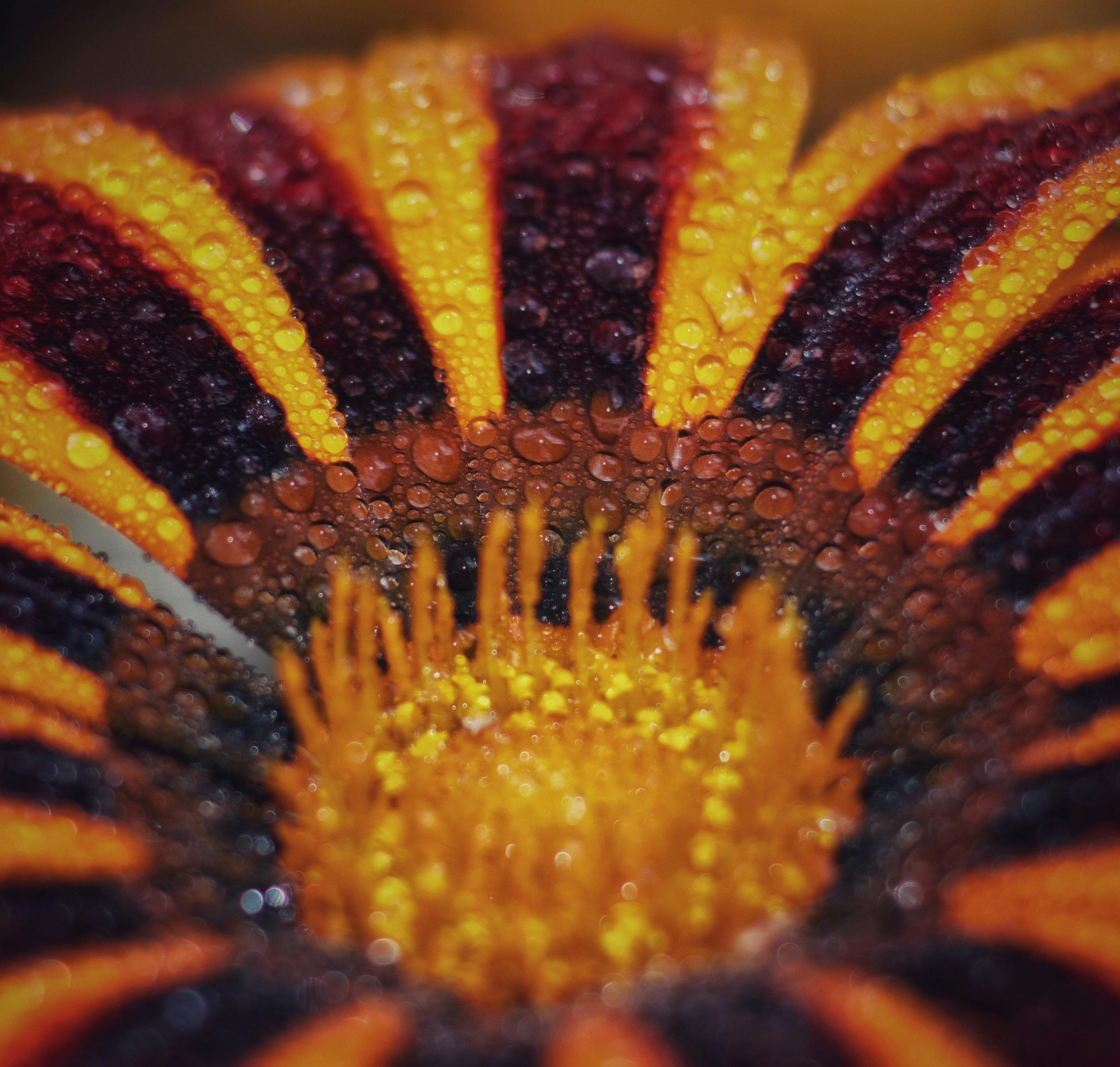 Drop In Photos, Download The BEST Free Drop In Stock Photos & HD Images