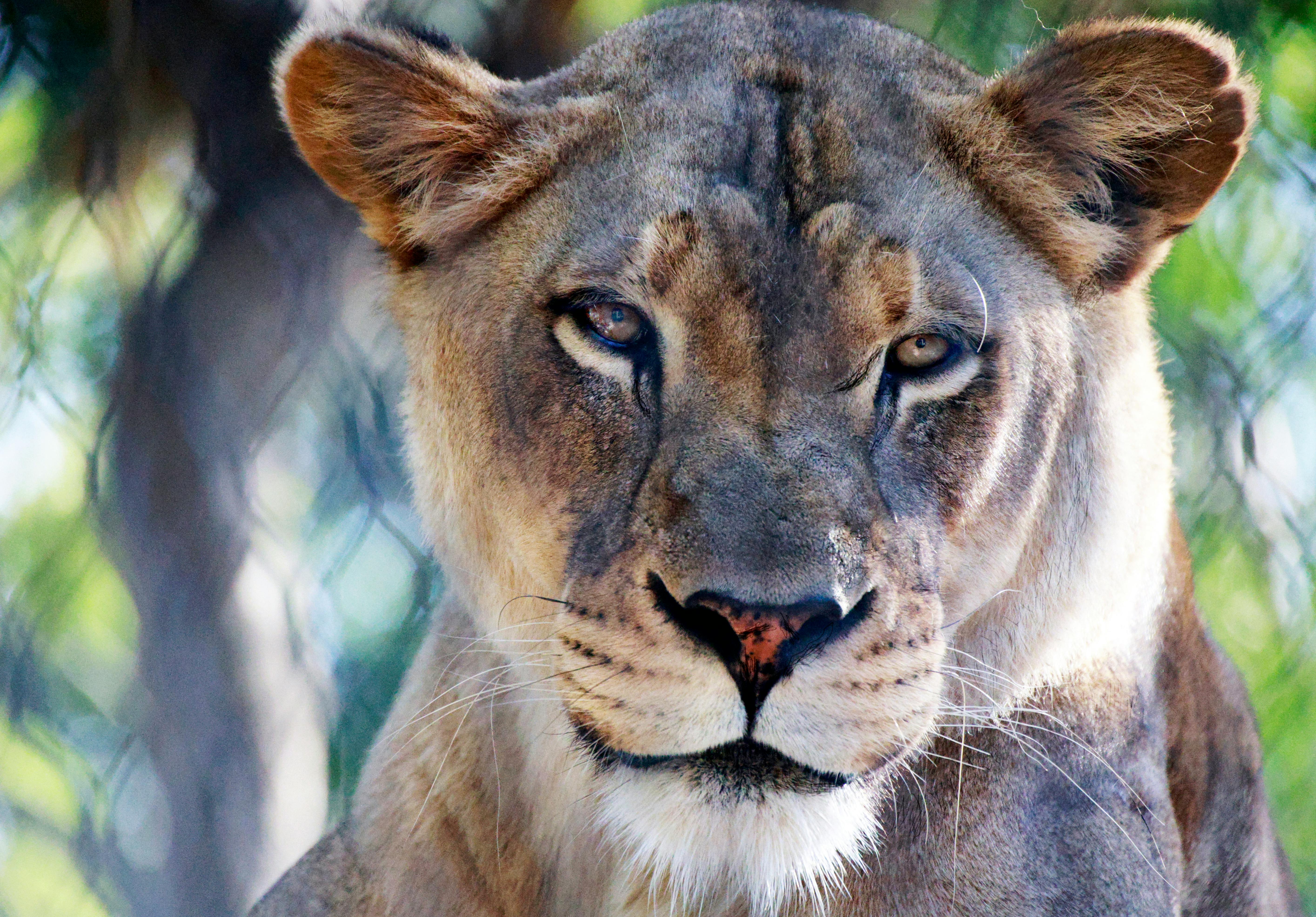 Scared Lion Photos, Download The BEST Free Scared Lion Stock Photos ...